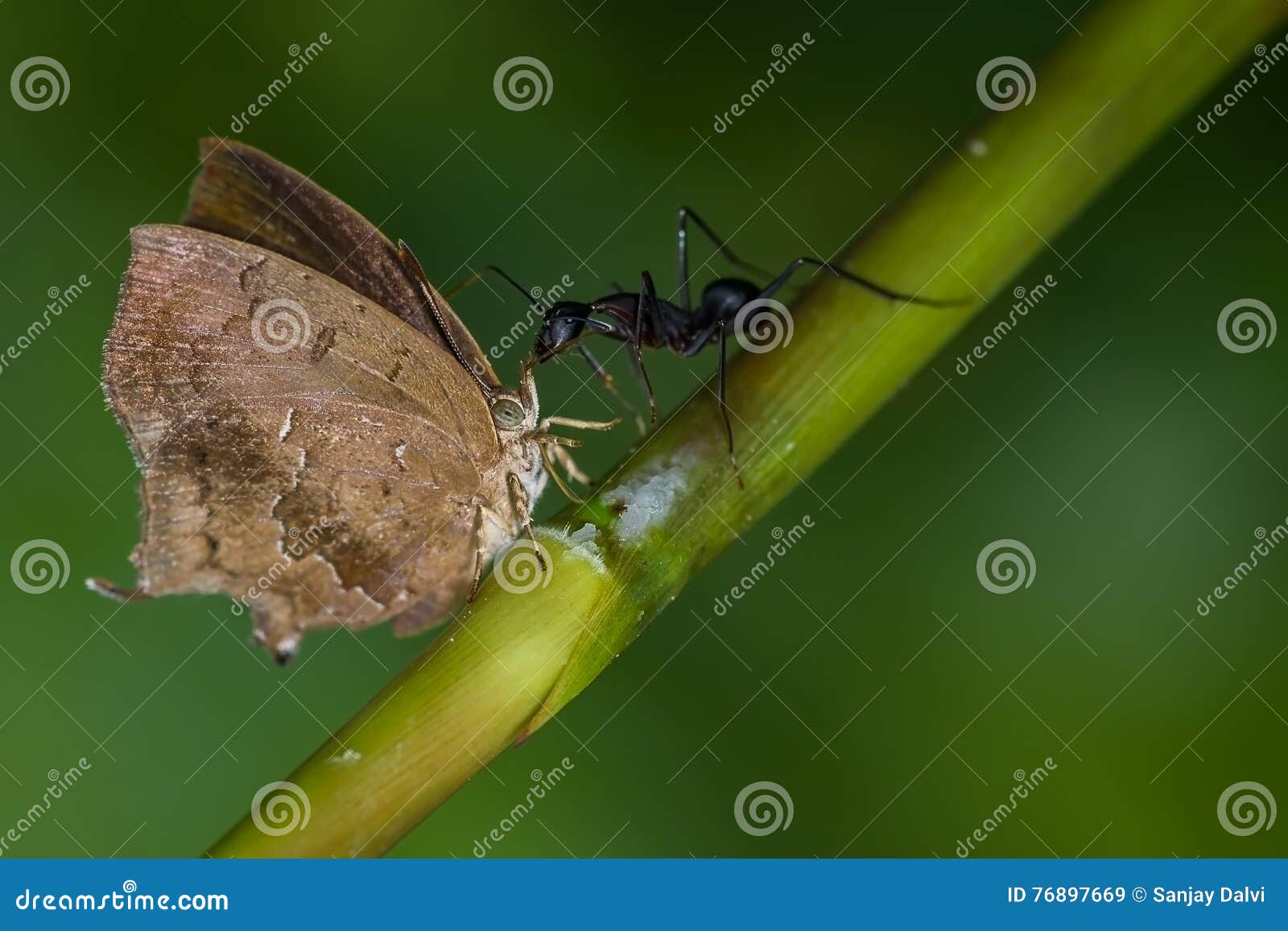 Butterfly and an Ant : stock image. Image of natural - 76897669