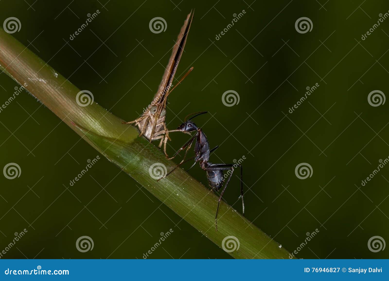 Common Acasia Stock Photos - Free & Royalty-Free Stock Photos from ...