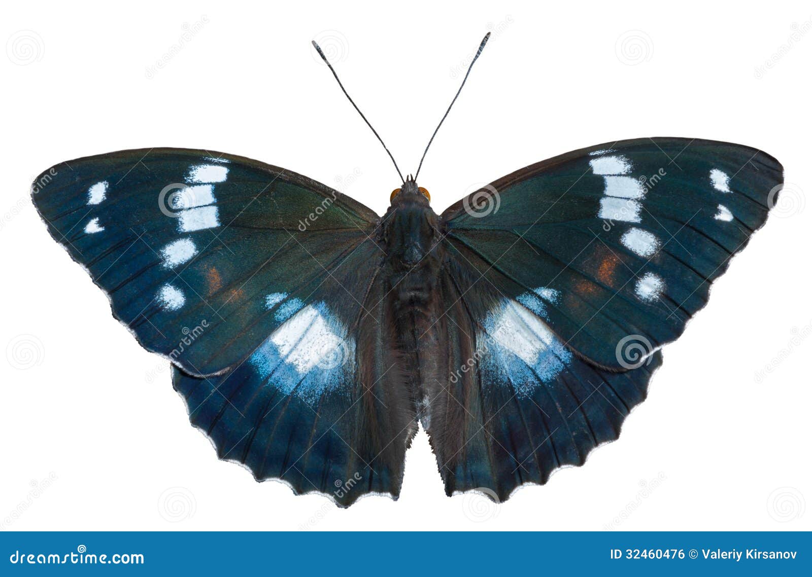 Butterfly (Apatura Schrencki) 44 Stock Photo - Image of colorful, close ...