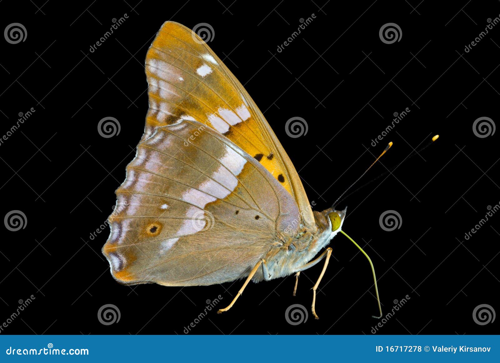 Butterfly (Apatura Substituta) 6 Stock Photo - Image of macro, antennas ...