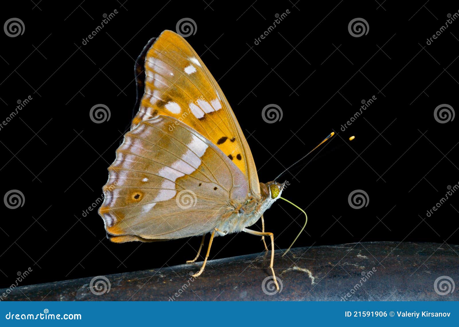 Butterfly (Apatura Substituta) 7 Stock Photo - Image of antennas ...