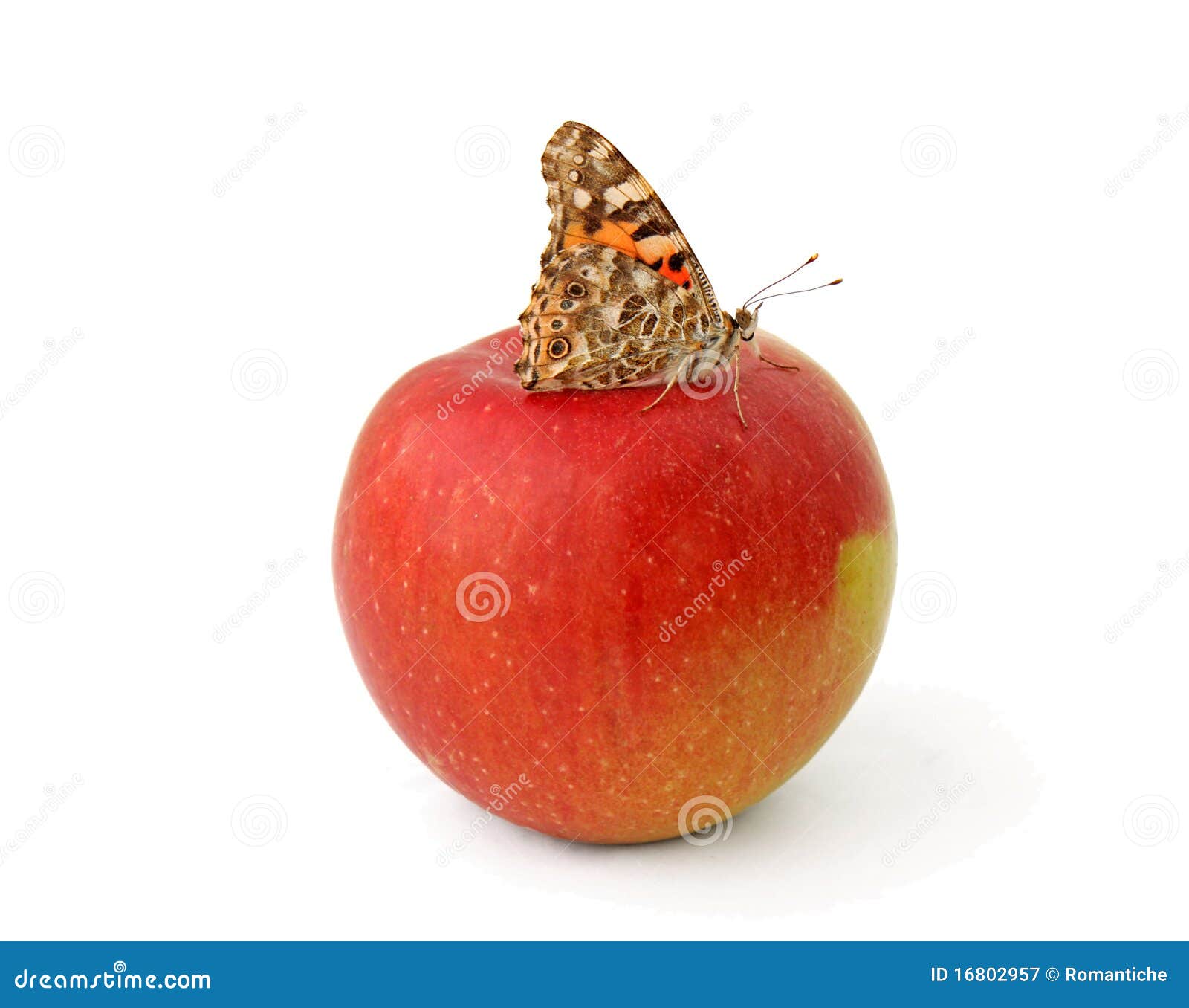 Butterfly on apple stock image. Image of sitting, wings - 16802957