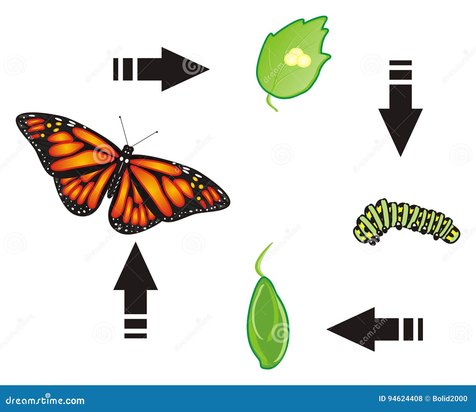 Butterfly with arrows stock illustration. Illustration of fauna - 94624408