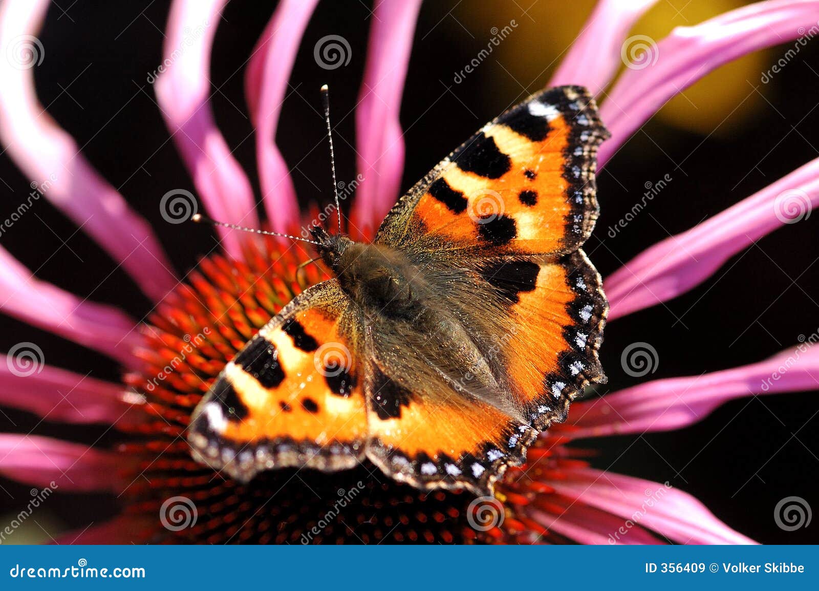 Butterfly on autumn flower stock image. Image of beautiful - 356409