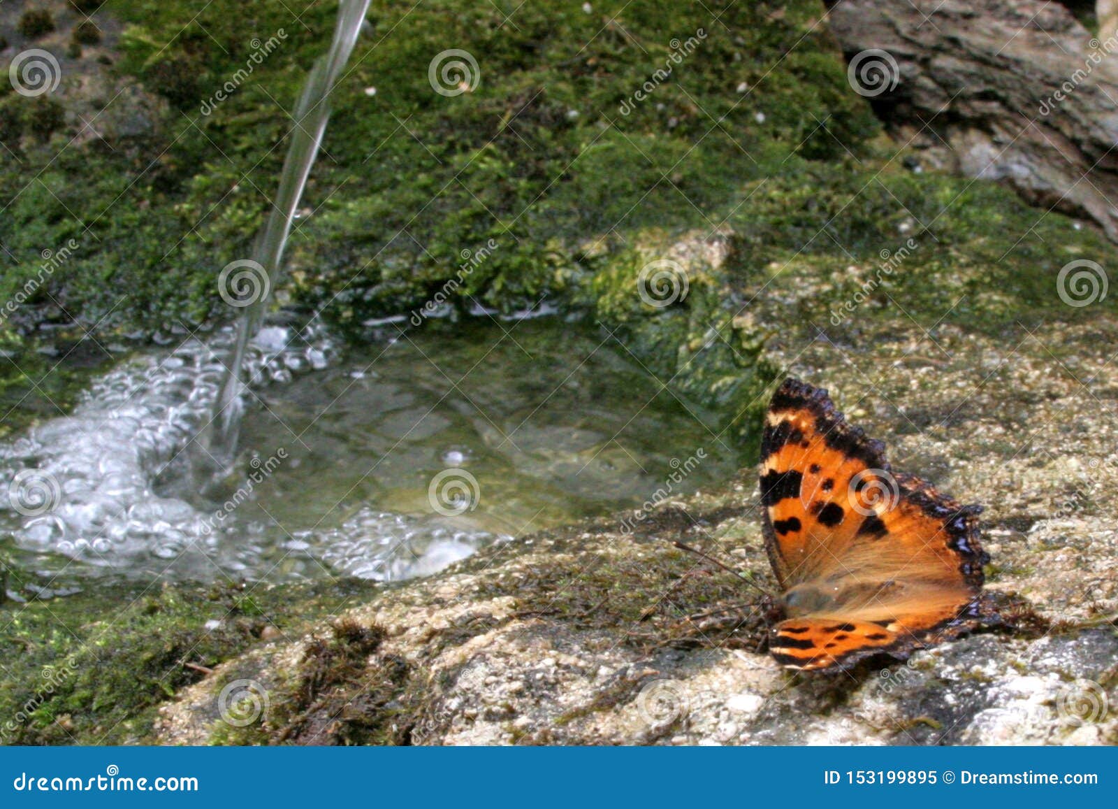 Butterfly with Babbling Water Stock Image - Image of butterfly, forest ...