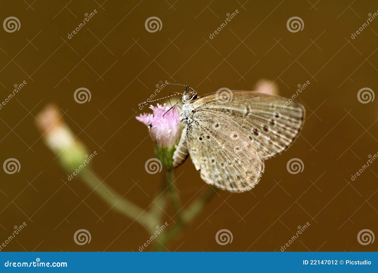 Butterfly balance stock photo. Image of wings, closeup - 22147012
