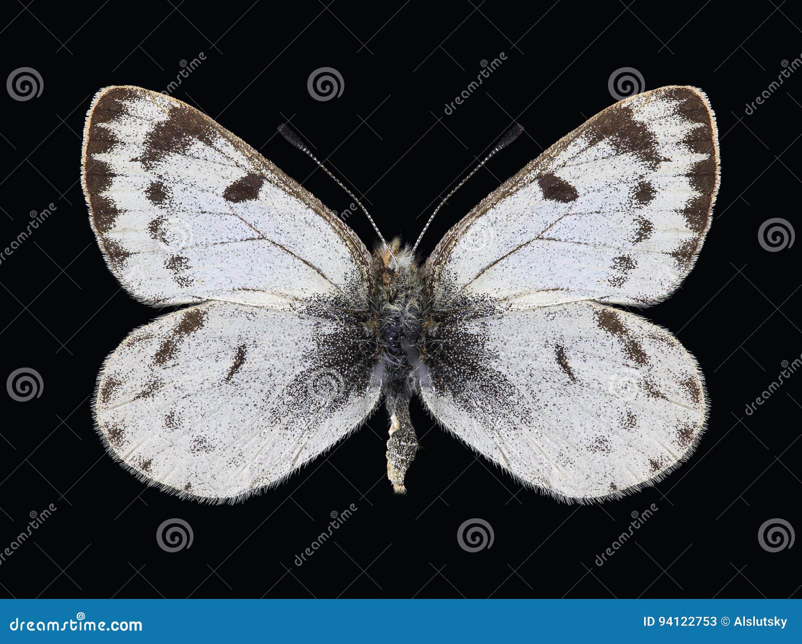 Butterfly Baltia Stock Photos - Free & Royalty-Free Stock Photos from ...
