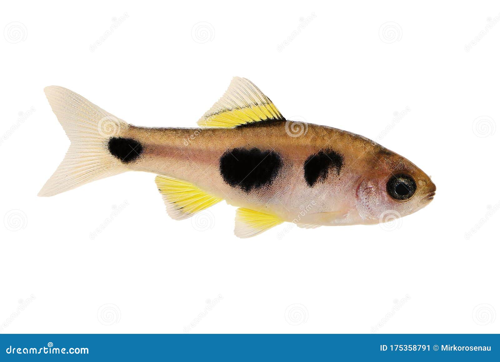 Butterfly Barb Aquarium Fish Enteromius Hulstaerti Stock Image - Image ...