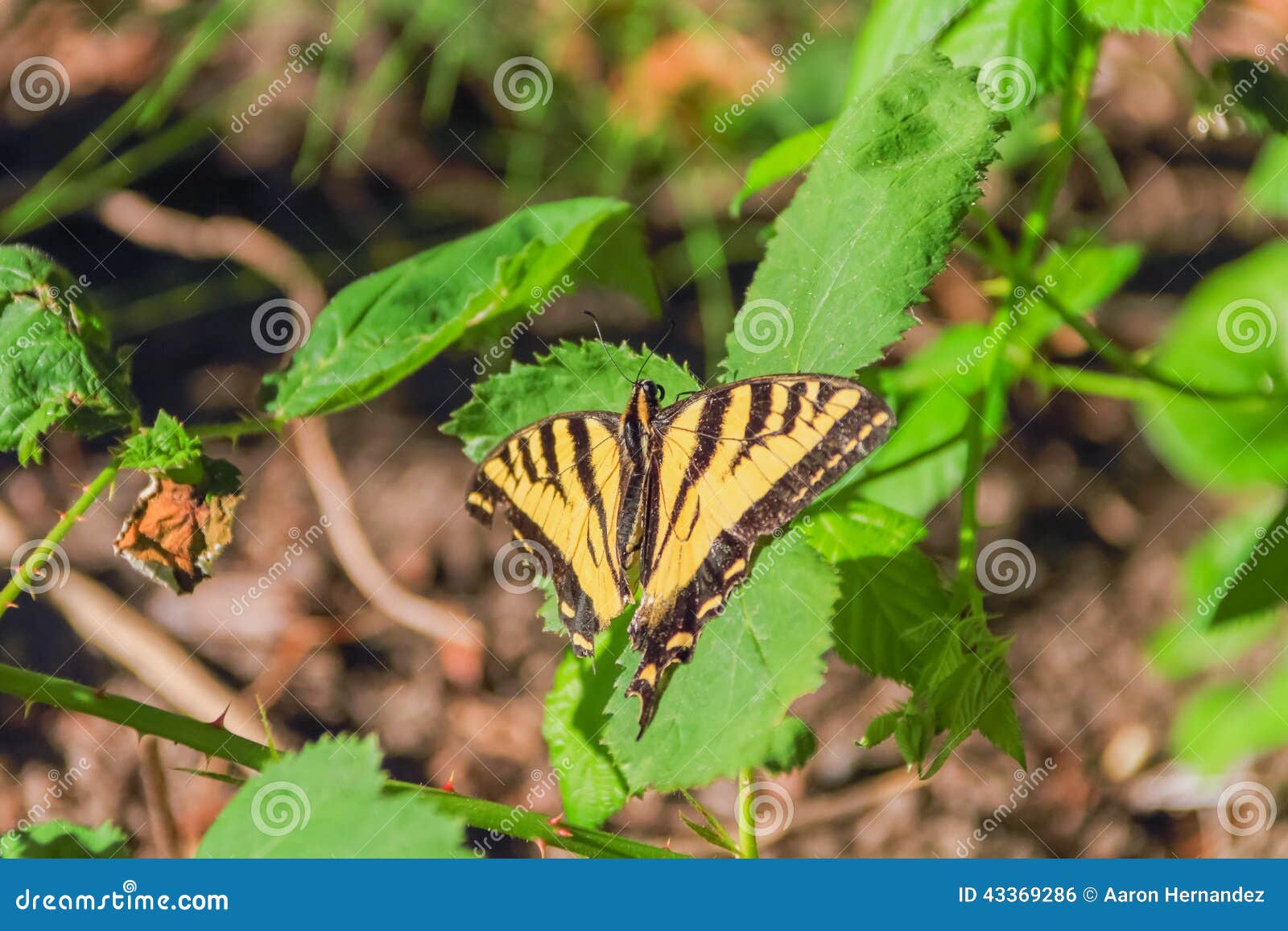 Butterfly Basking in Sunlight Stock Photo - Image of vegetation, nature ...