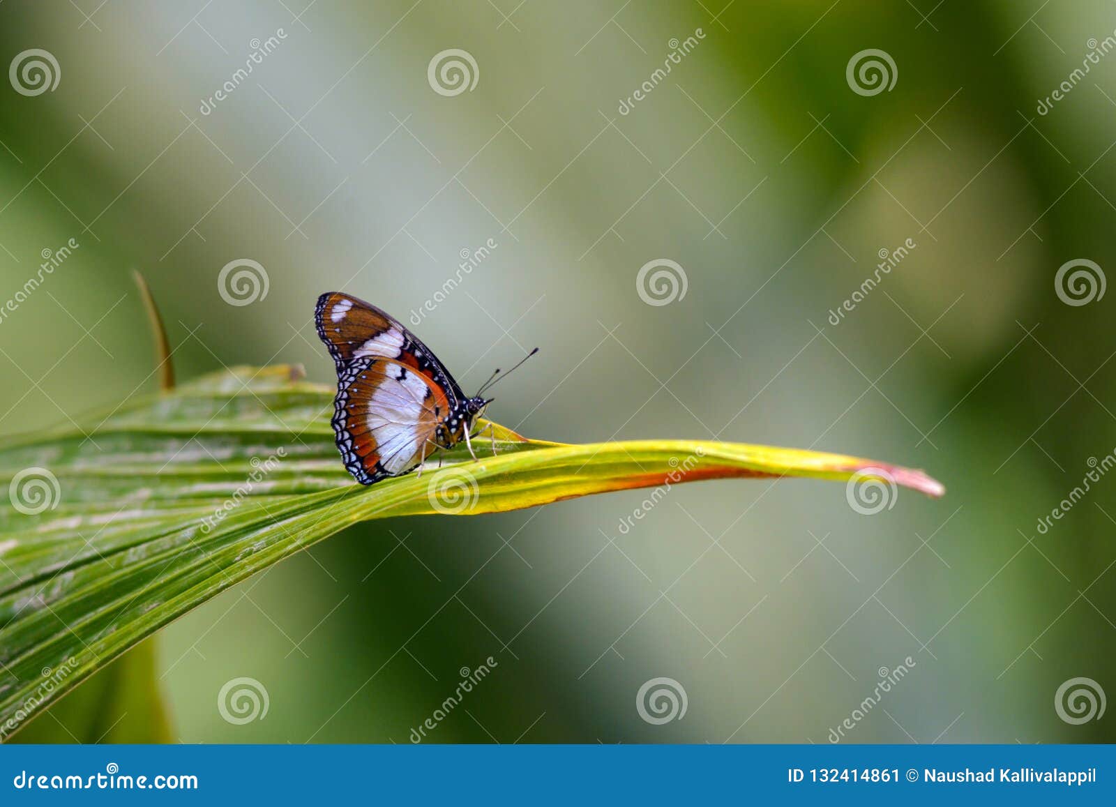 Pattern Jeddah Set Stock Photos - Free & Royalty-Free Stock Photos from ...