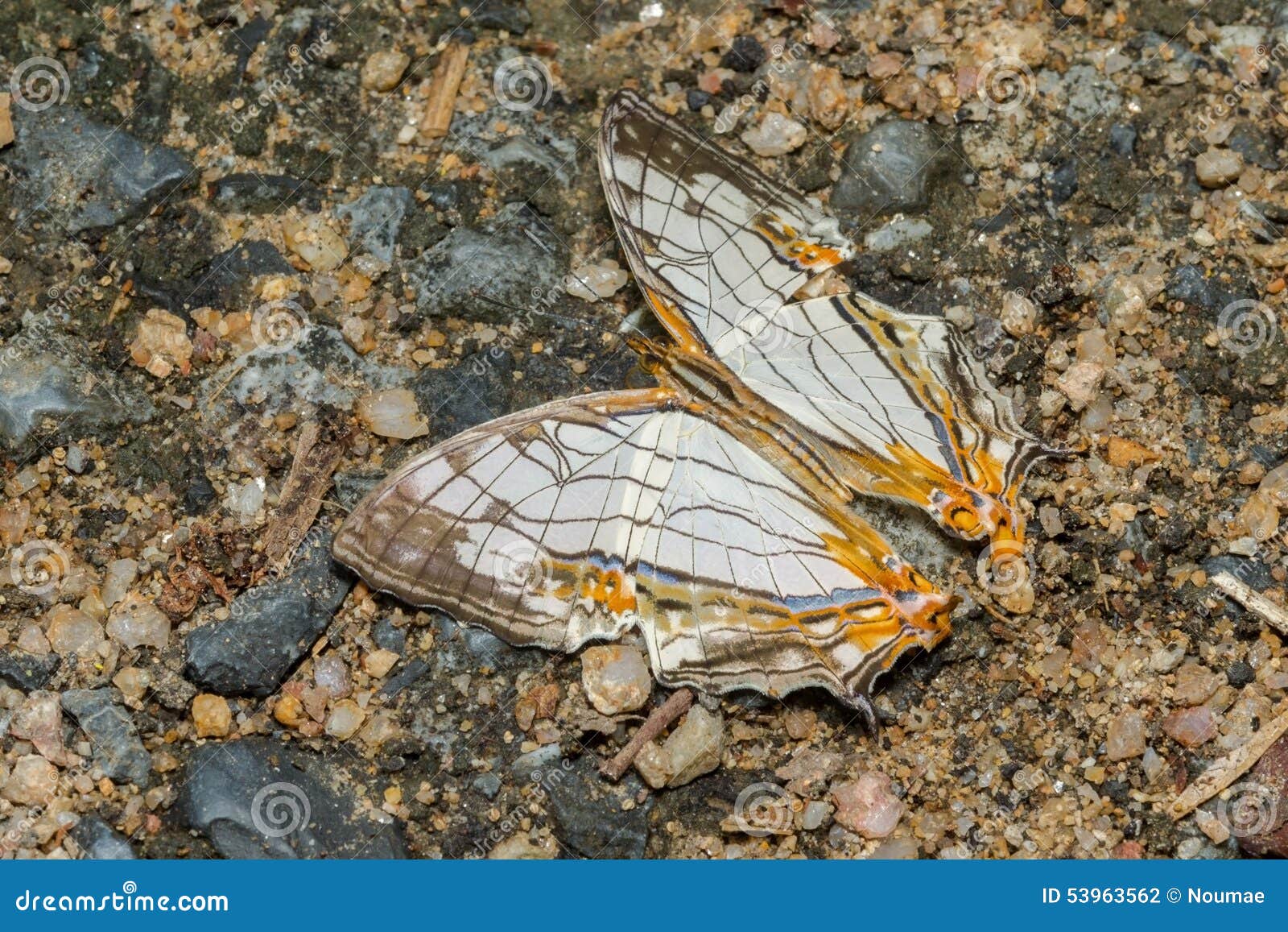 Butterfly stock photo. Image of insect, macro, nature - 53963562