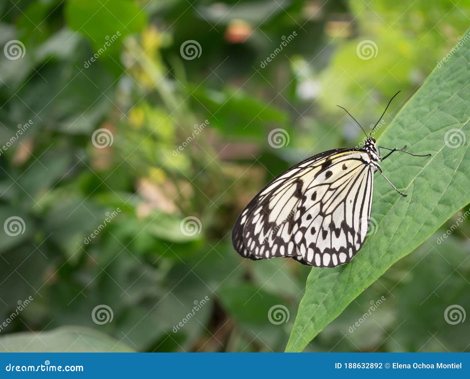 Butterfly with Beautiful Patterns on Its Wings Resting on a Leaf Stock ...