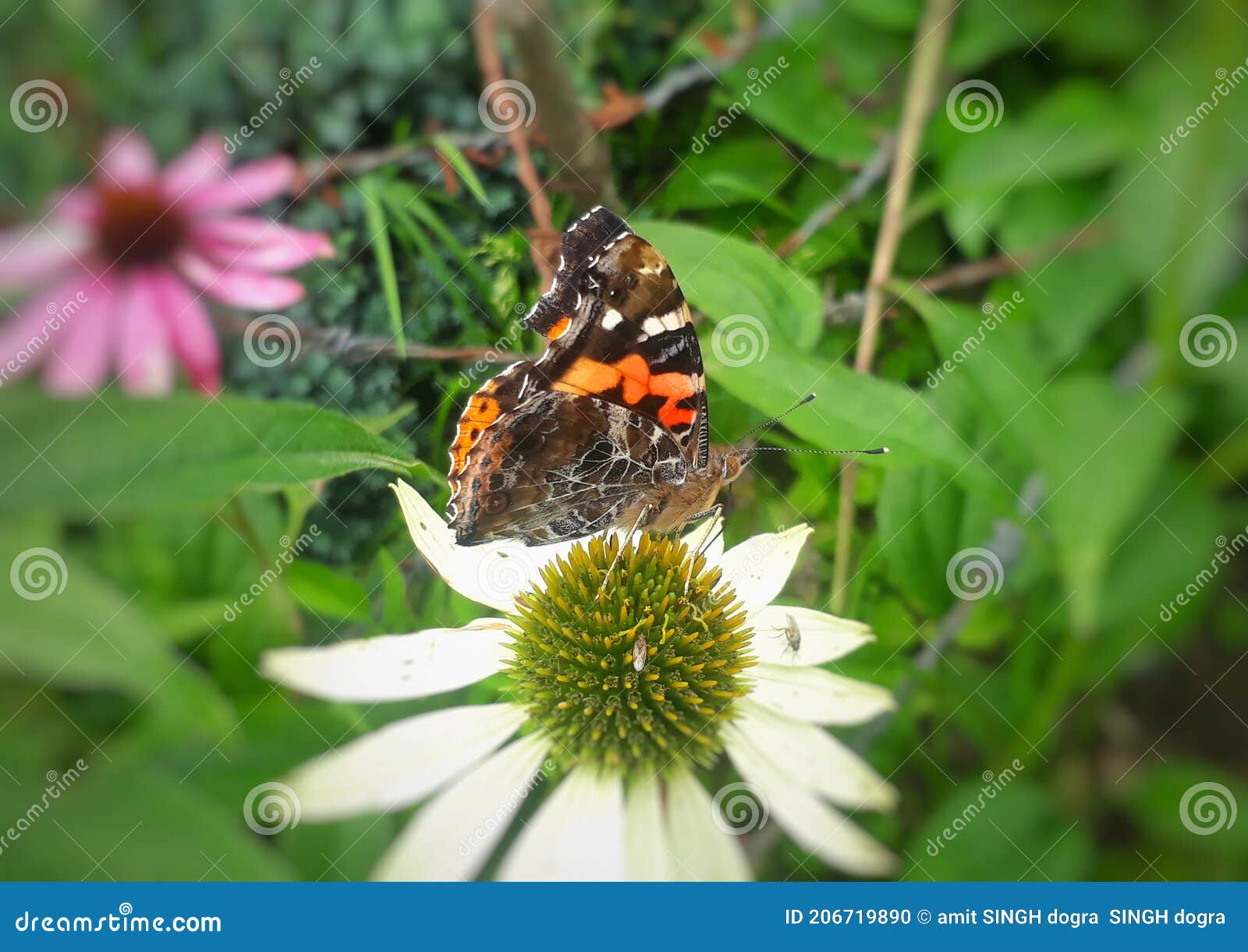 Butterfly beautiful pick stock photo. Image of leaf - 206719890