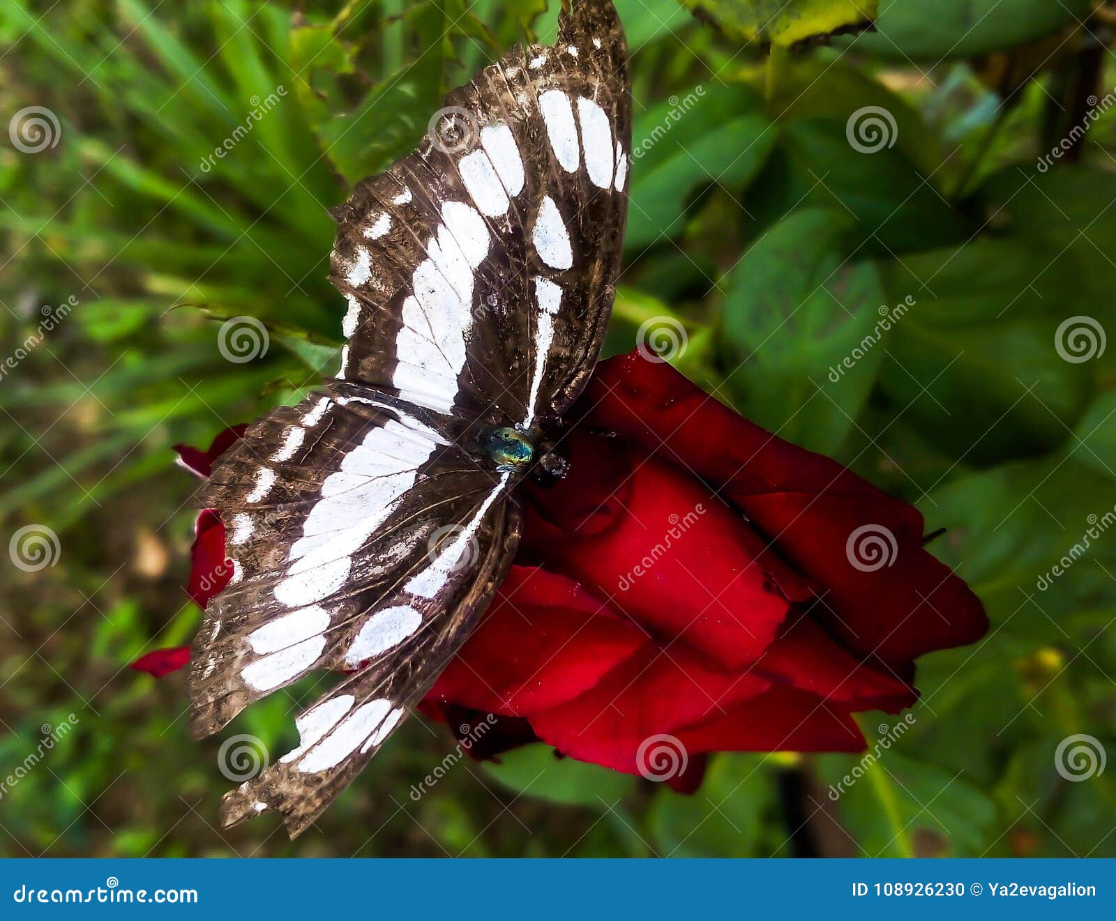 Butterfly stock photo. Image of rose, butterfly, beautiful - 108926230