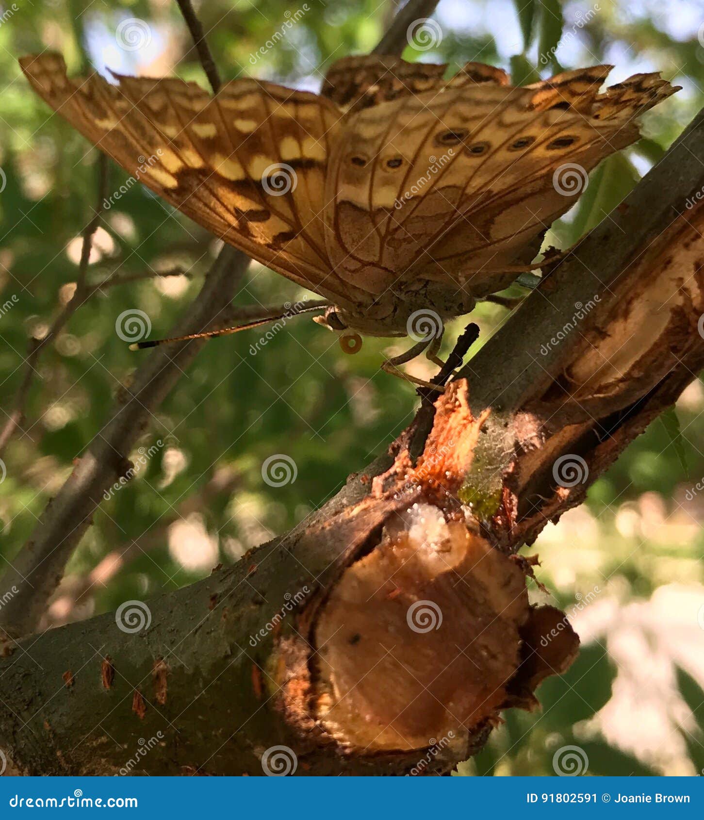 Butterfly stock image. Image of butterfly, eating, tree - 91802591