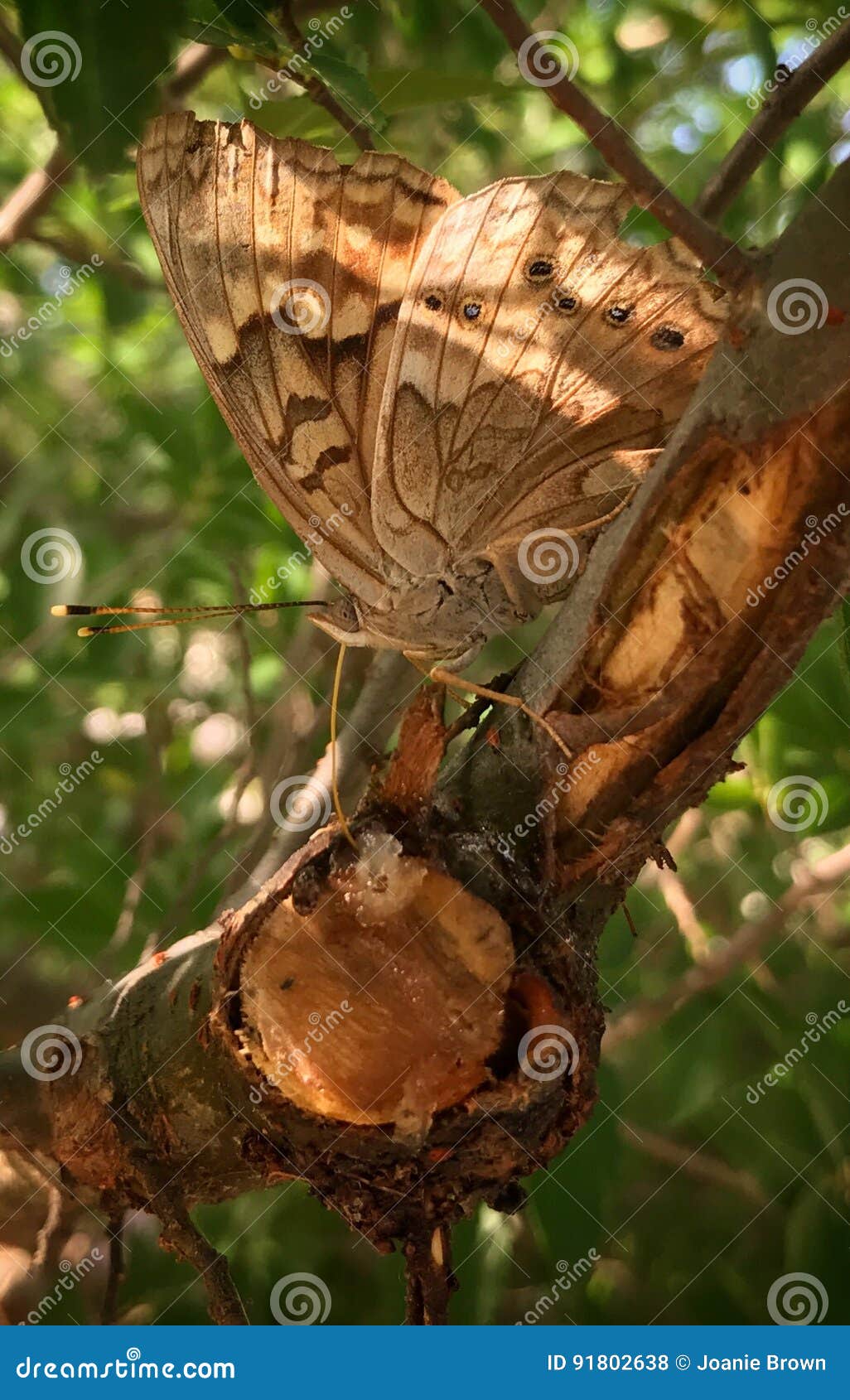 Butterfly stock photo. Image of relaxing, insect, trunk - 91802638