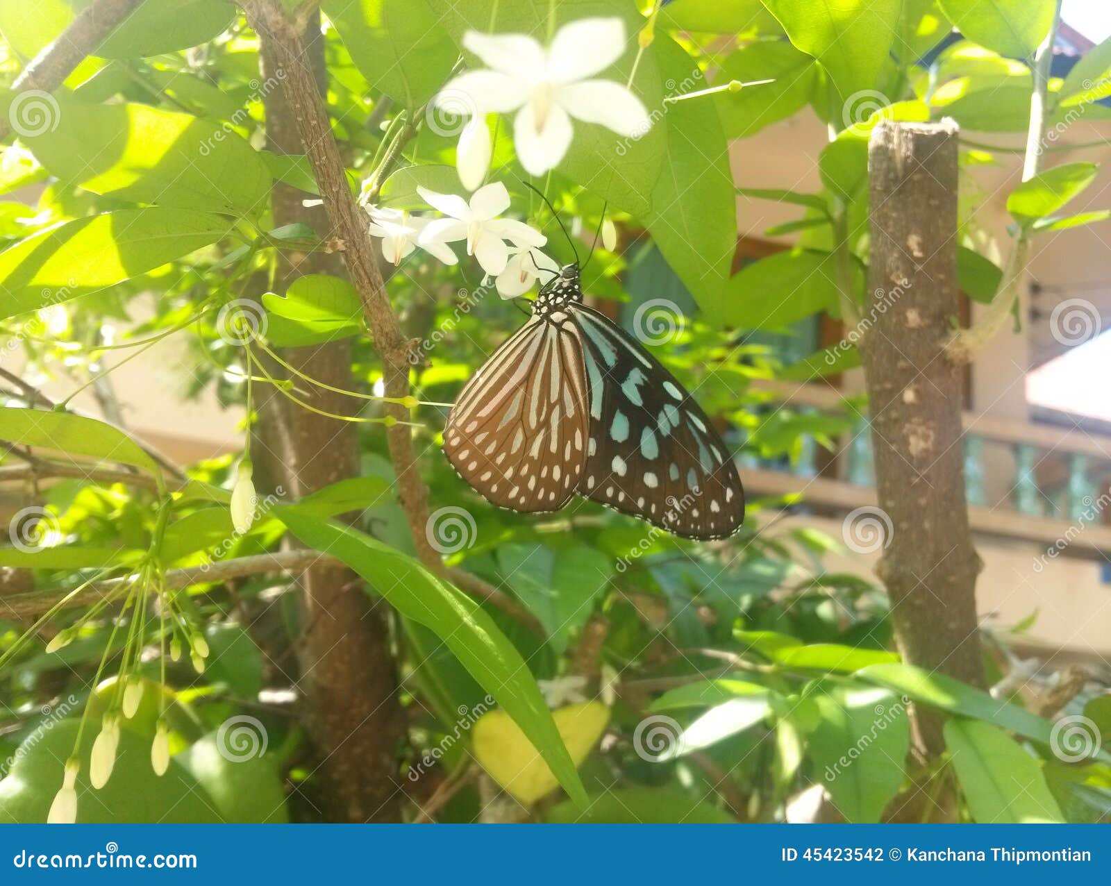 Butterfly stock photo. Image of tree, butterfly, beautiful - 45423542