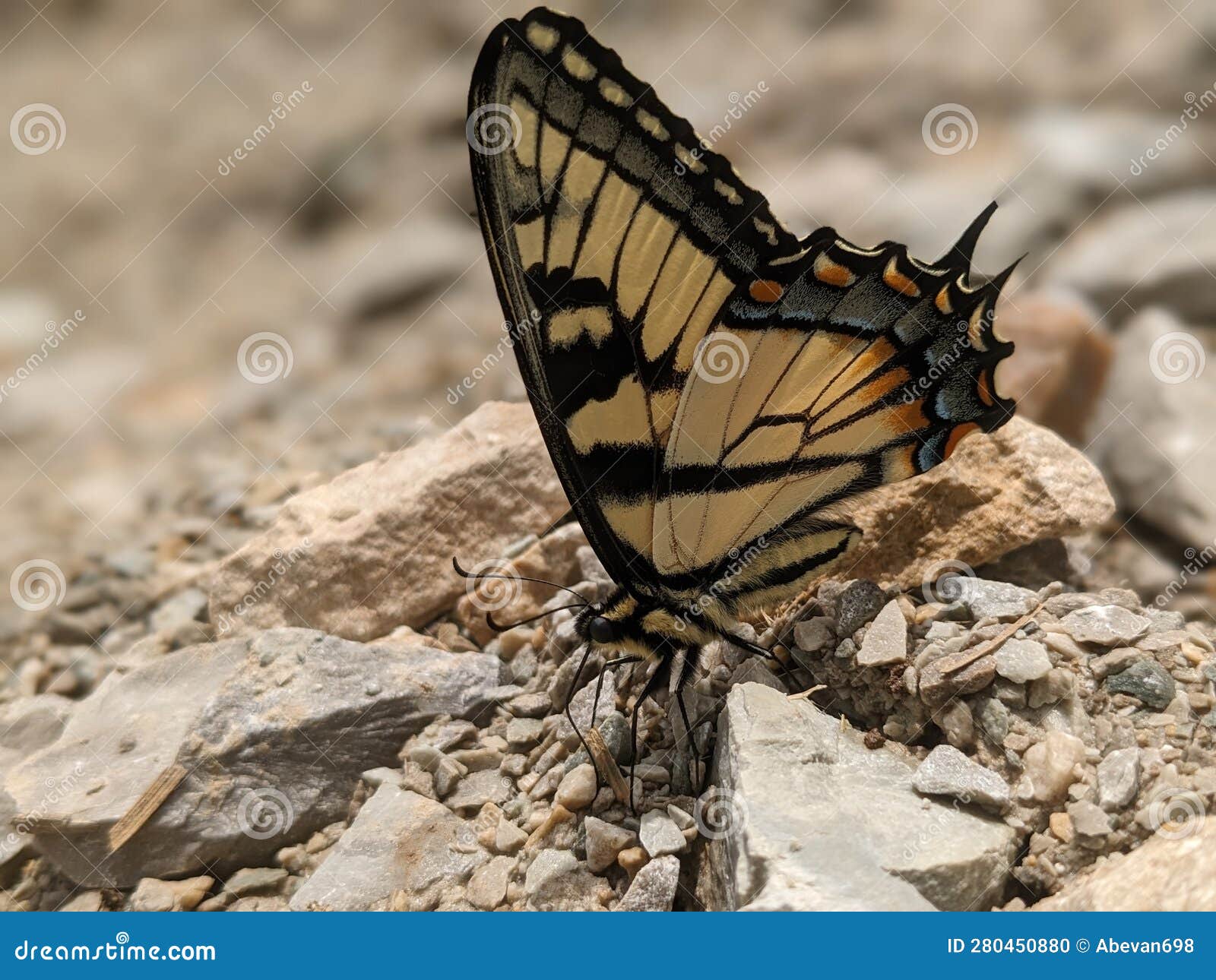 Butterfly Beautiful Yellow Monarch Stock Photo - Image of wildlife ...