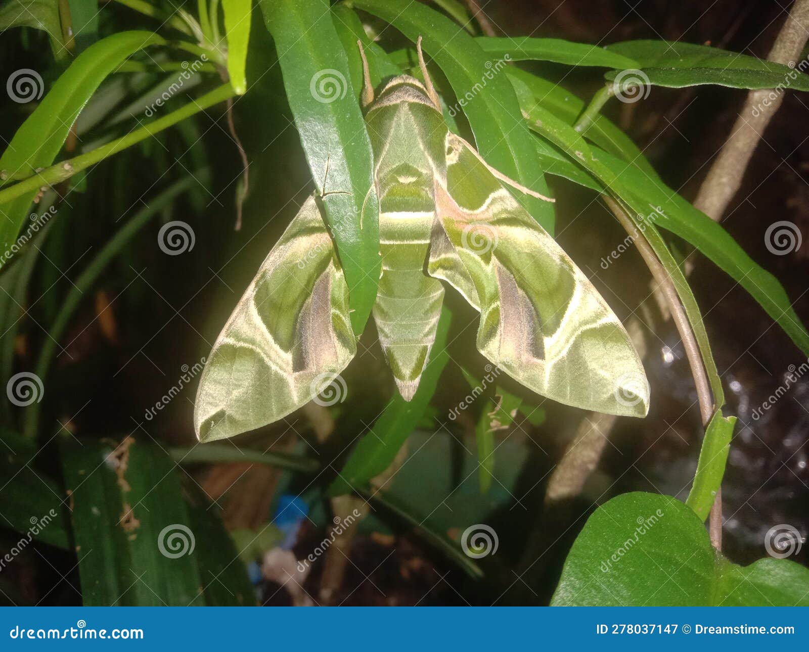 Butterfly with Beautifull Cammoflase God Creator Stock Image - Image of ...