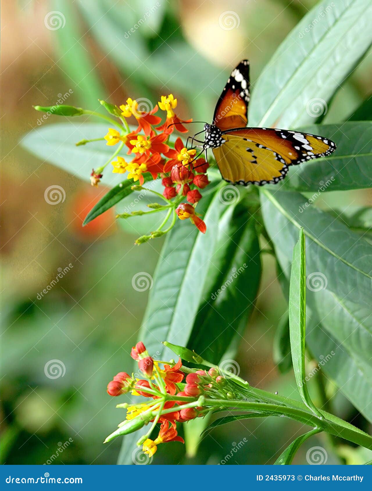 Beautiful Flying Insects