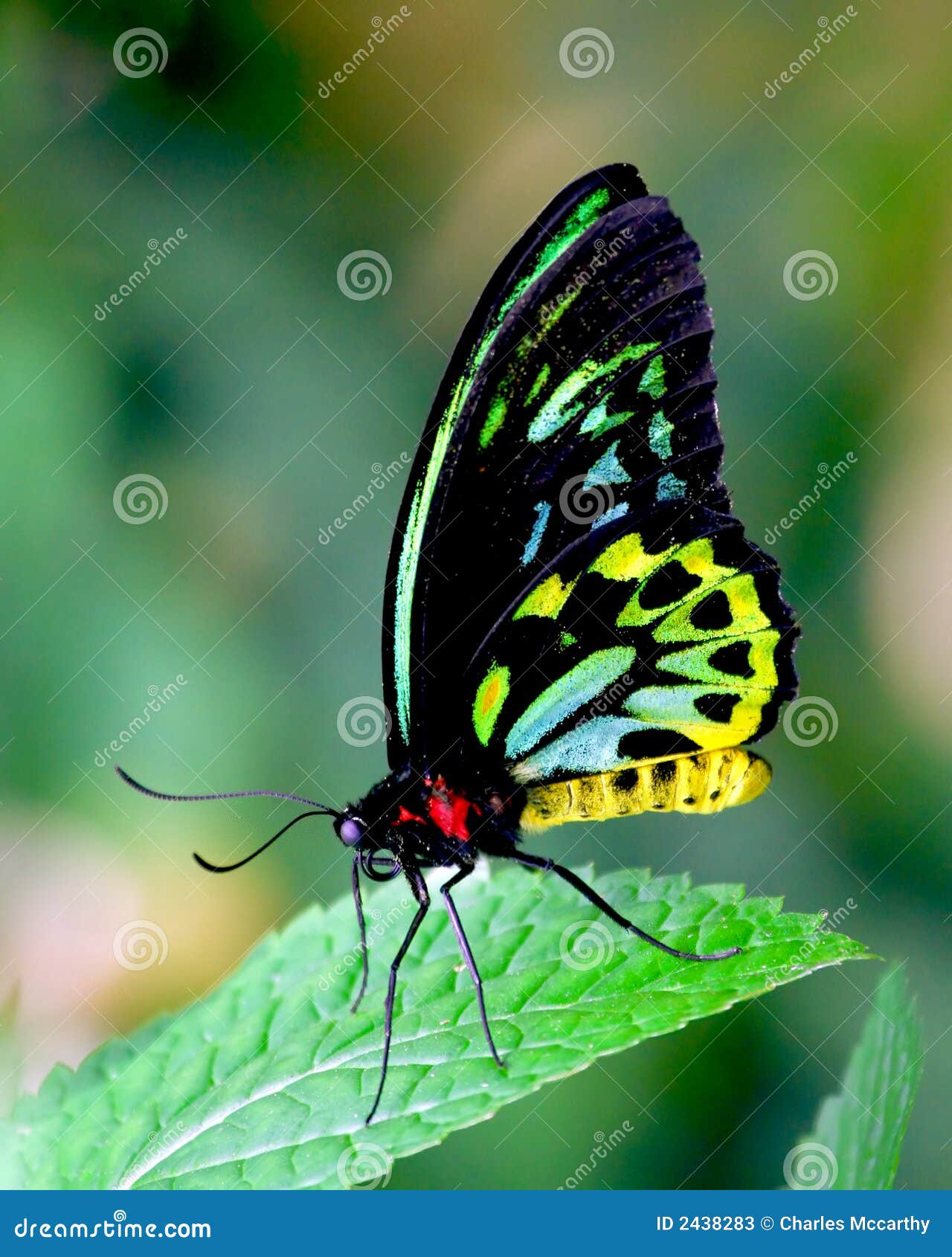 Beautiful Flying Insects