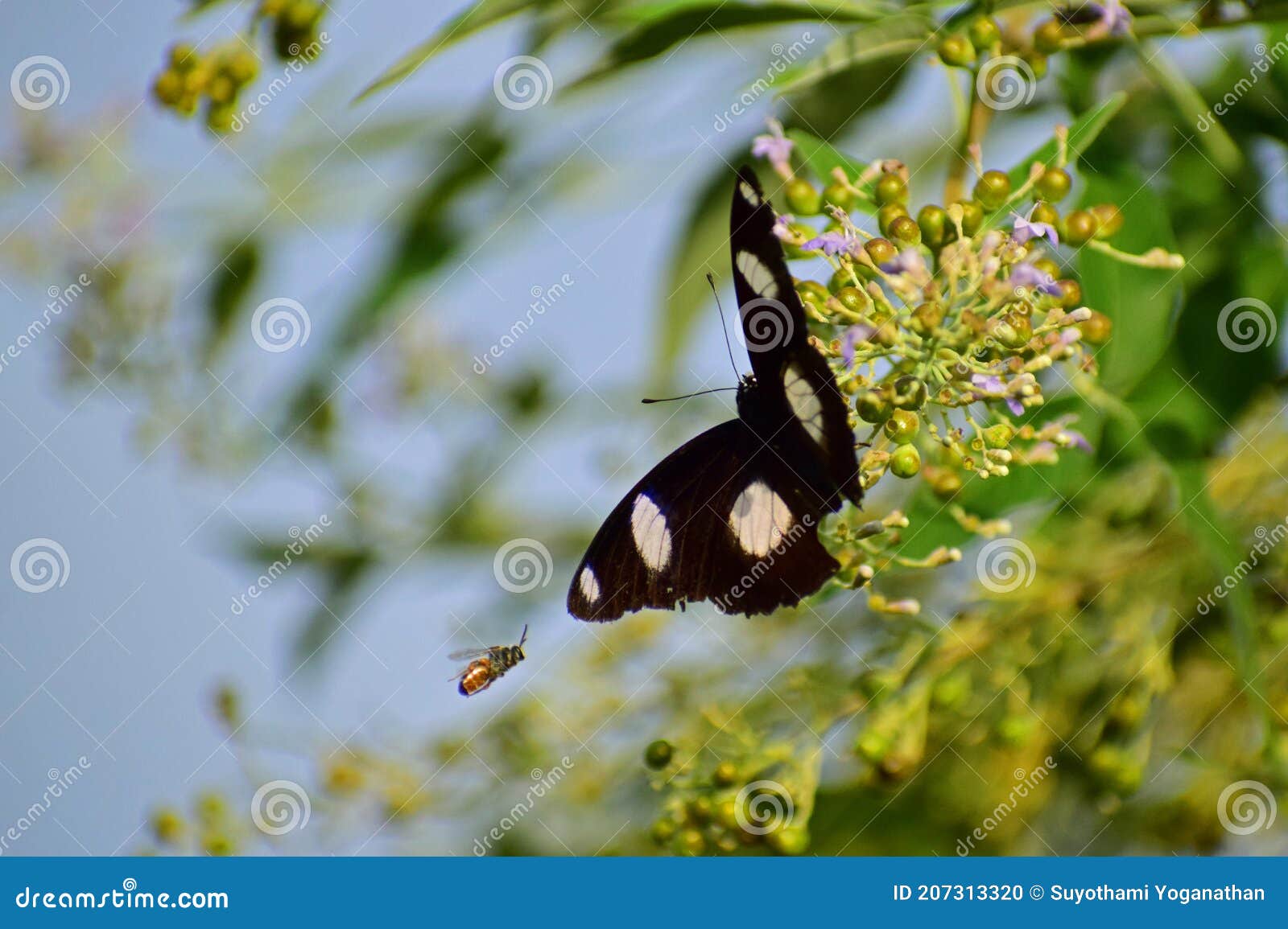 Butterfly and a bee stock photo. Image of honey, white - 207313320