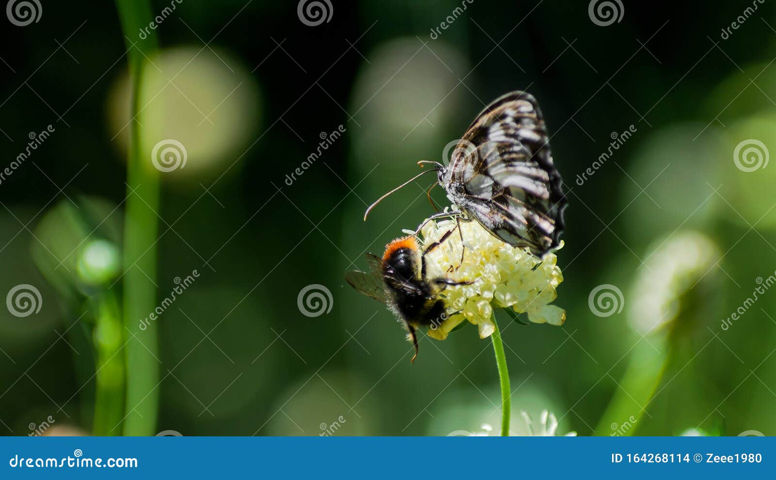 Butterfly and Bee are on Flower Stock Photo - Image of flower, sunshine ...