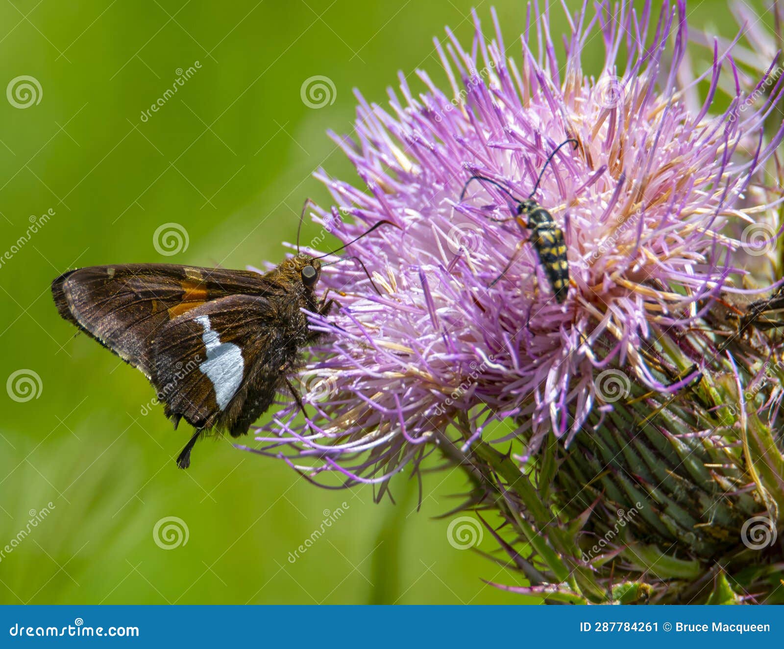 Butterfly and Beetle stock image. Image of flower, flora - 287784261