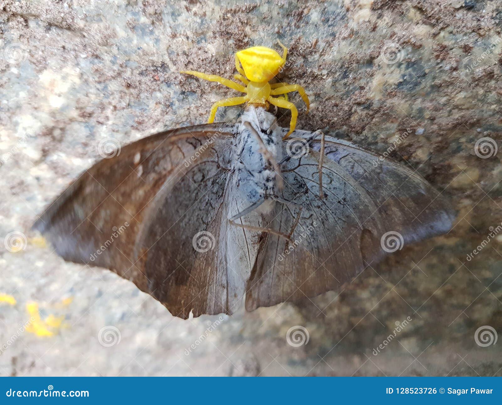 Spider butterfly stock photo. Image of spidergame, survival - 128523726