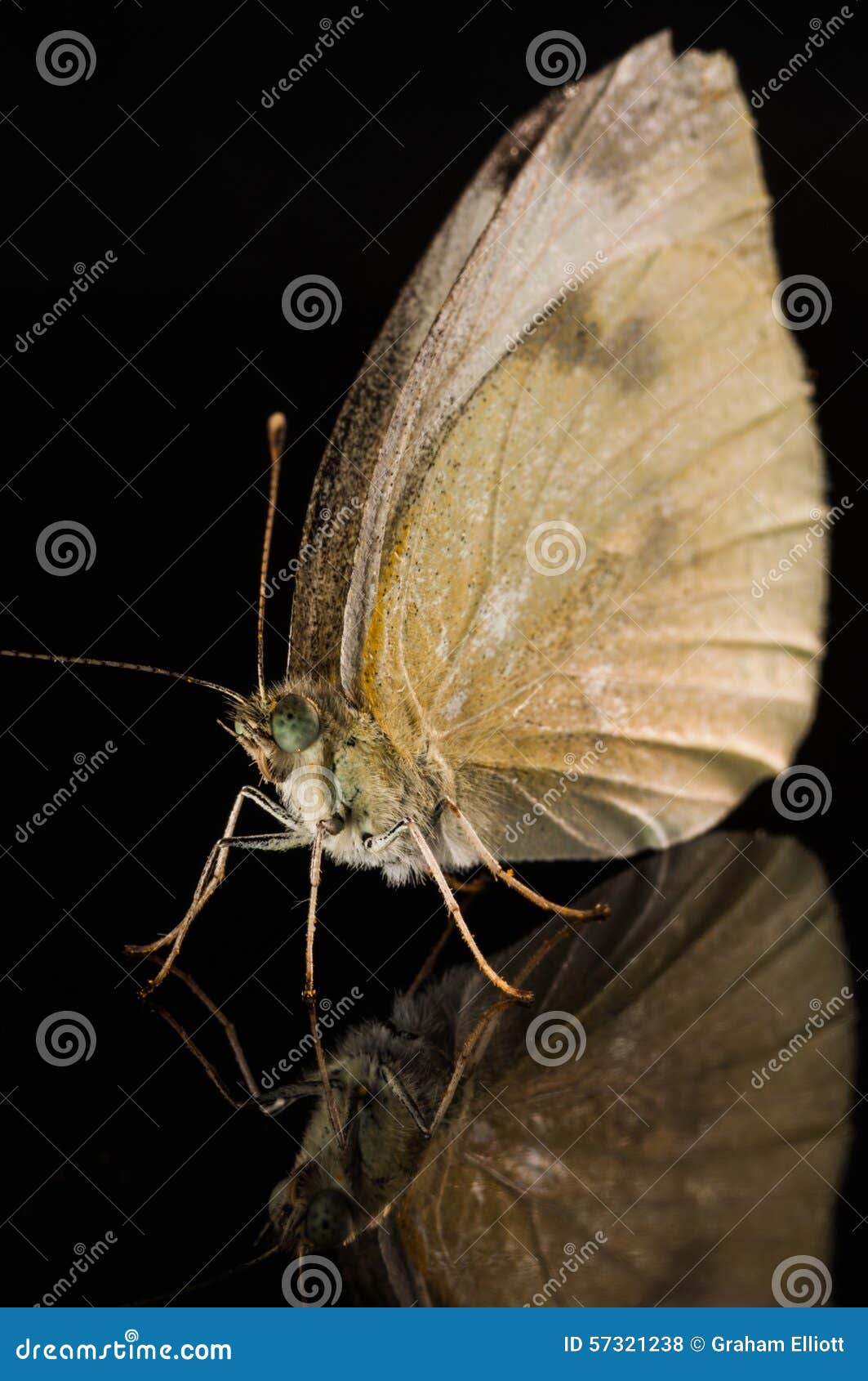 Butterfly on Black with Reflection Stock Photo - Image of jacket ...