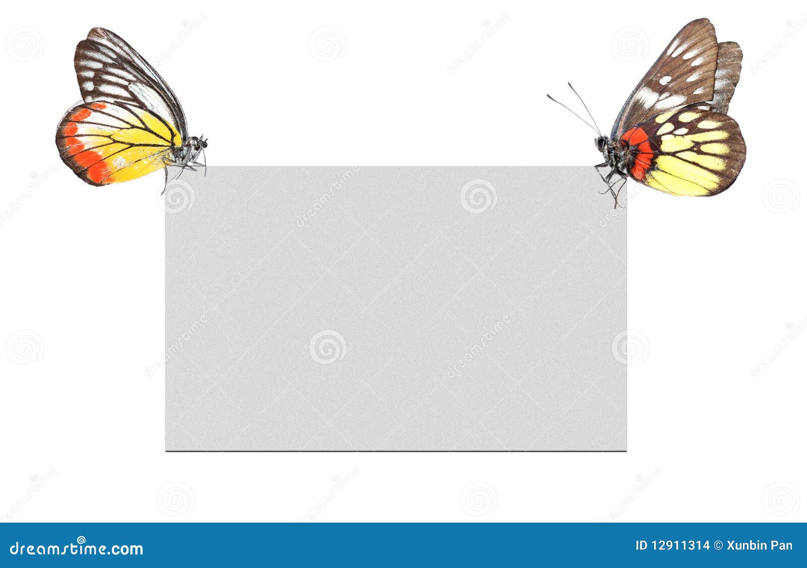 Butterfly Blank Poster Background Stock Illustration - Illustration of ...