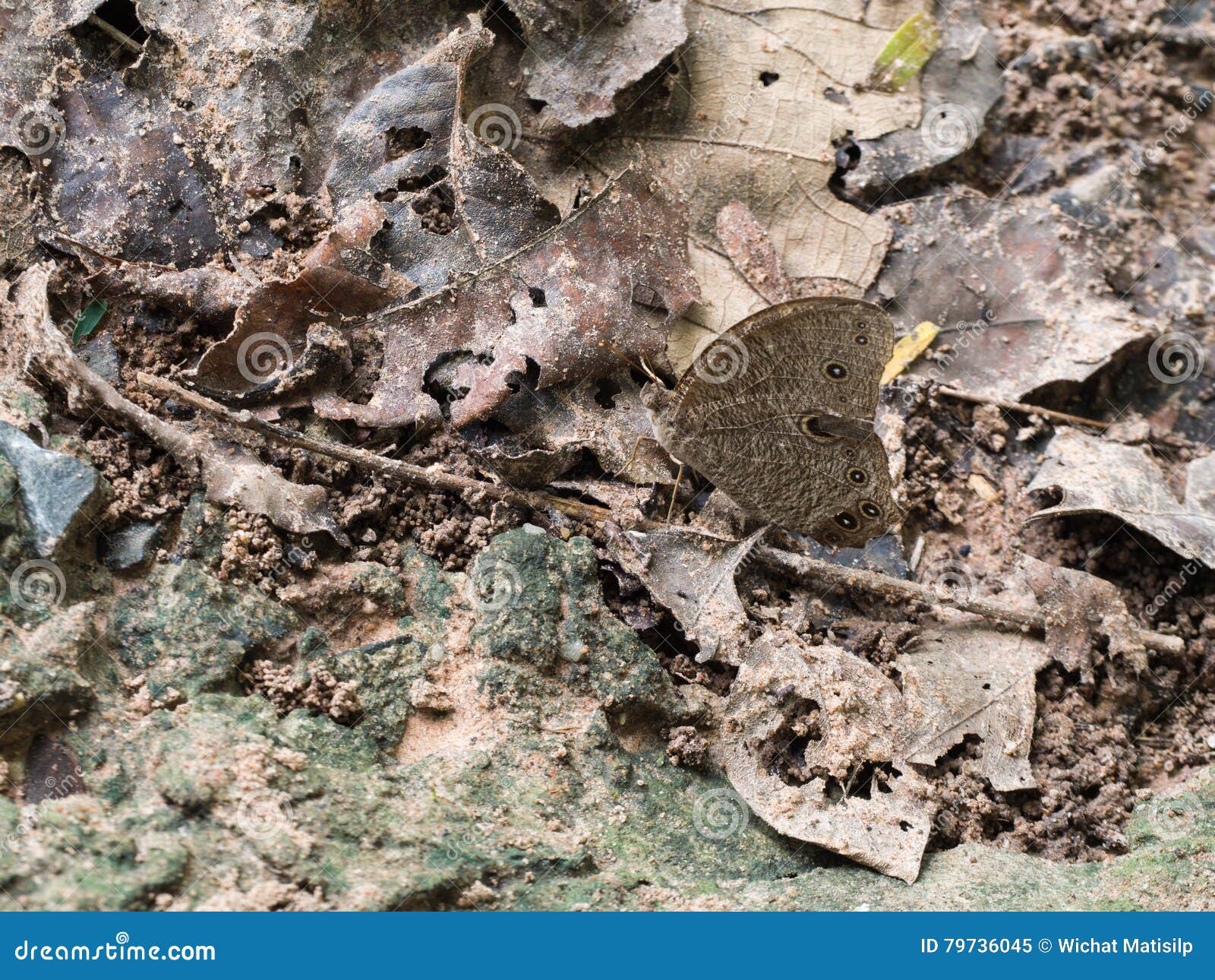 Butterfly Blend in with the Environment Stock Image - Image of ...