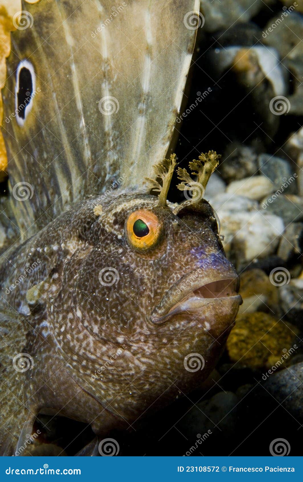 Butterfly Blenny fish stock photo. Image of ocellaris - 23108572