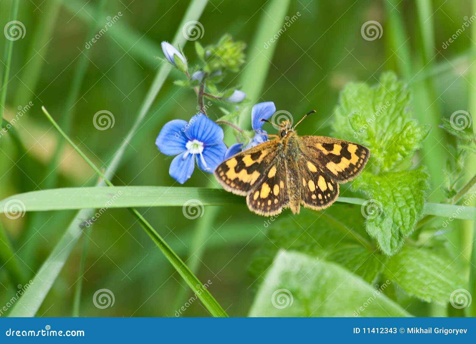 The Butterfly on Blue Flower Stock Image - Image of nature, blossom ...