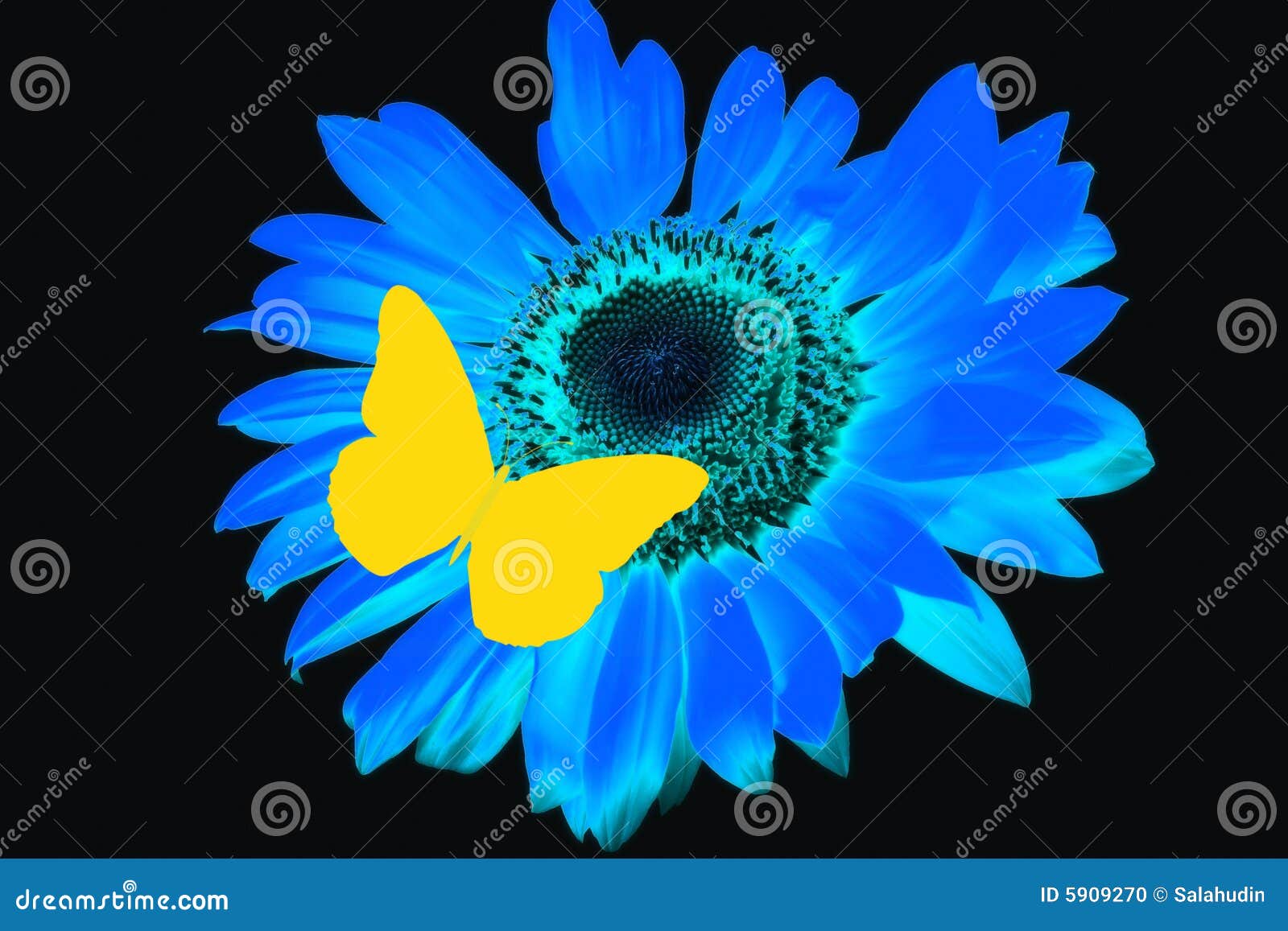 Blue Butterfly On Sunflower
