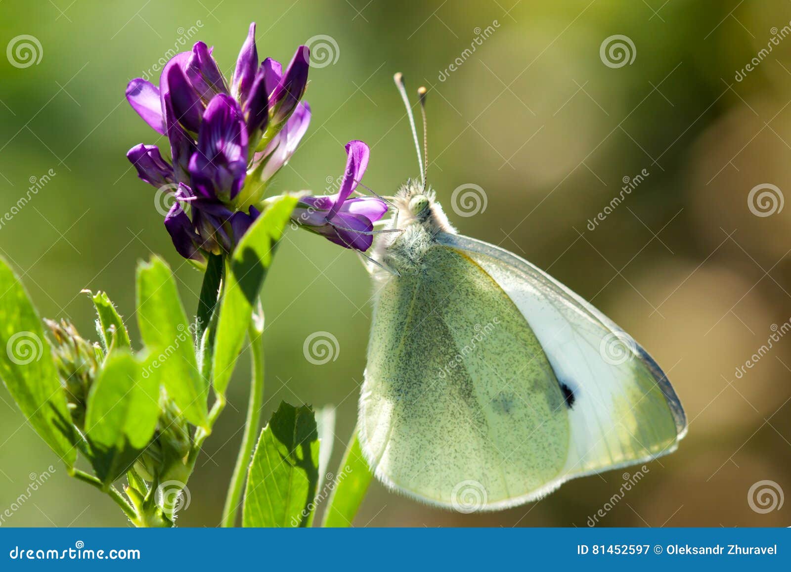 Butterfly Royalty-Free Stock Photography | CartoonDealer.com #81452597