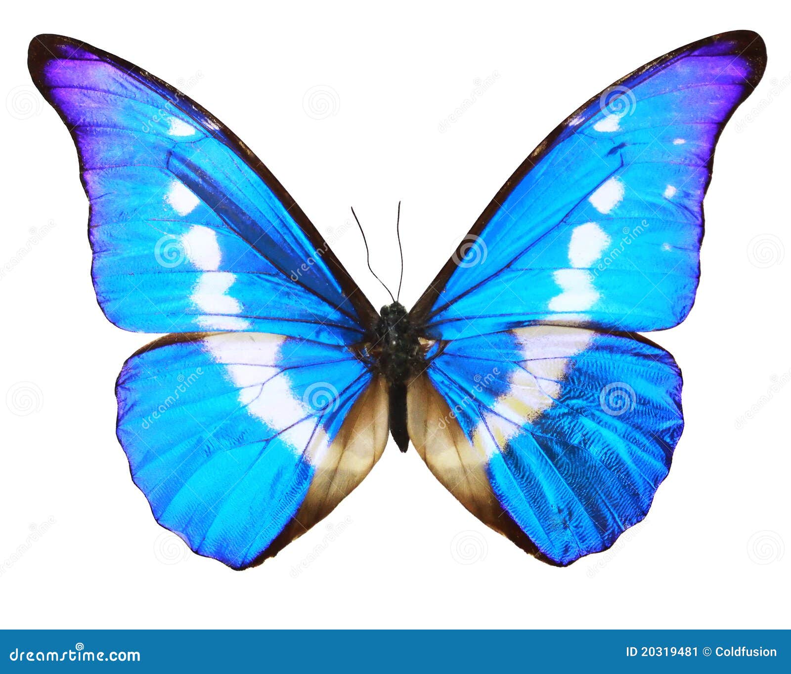 Butterfly Blue Isolated Over Whte Background Stock Image - Image of ...