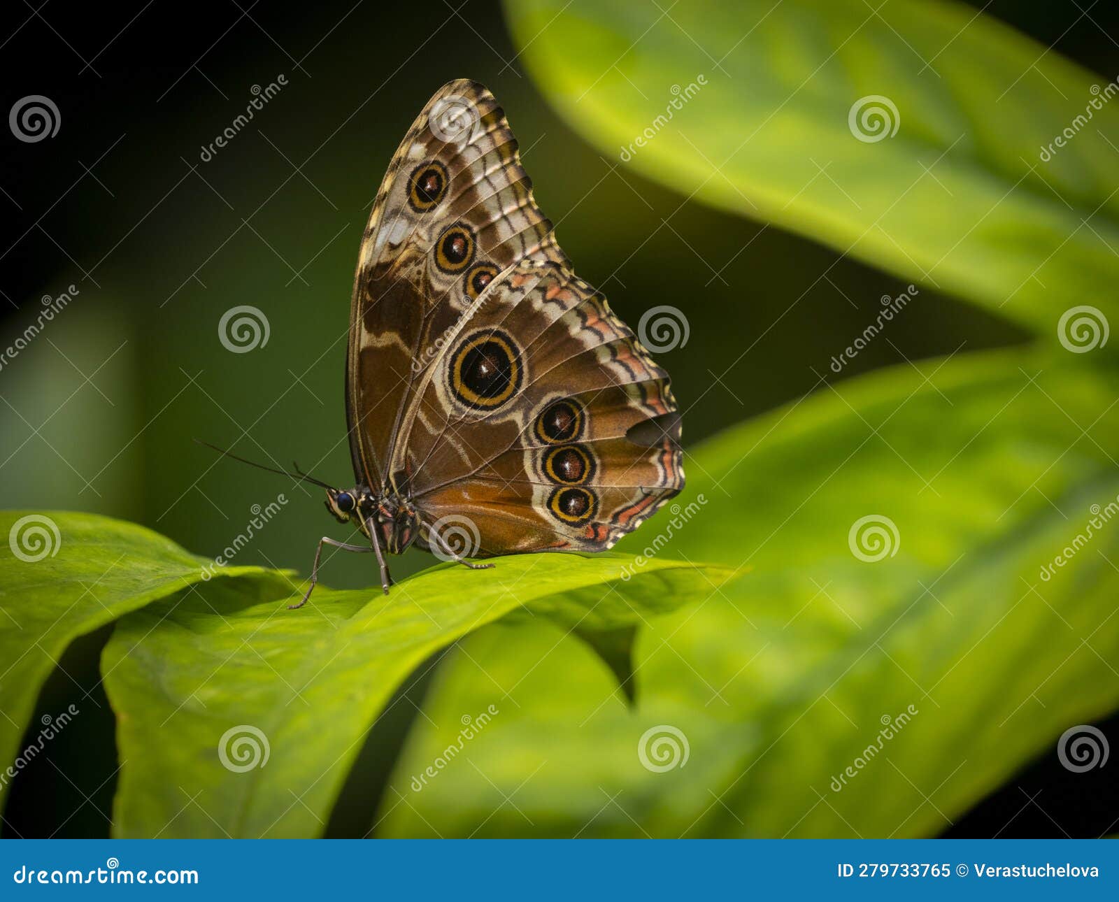 The Butterfly Blue Morpho, Morpho Peleides, in Rainforest Stock Image - Image of jungle, beauty ...