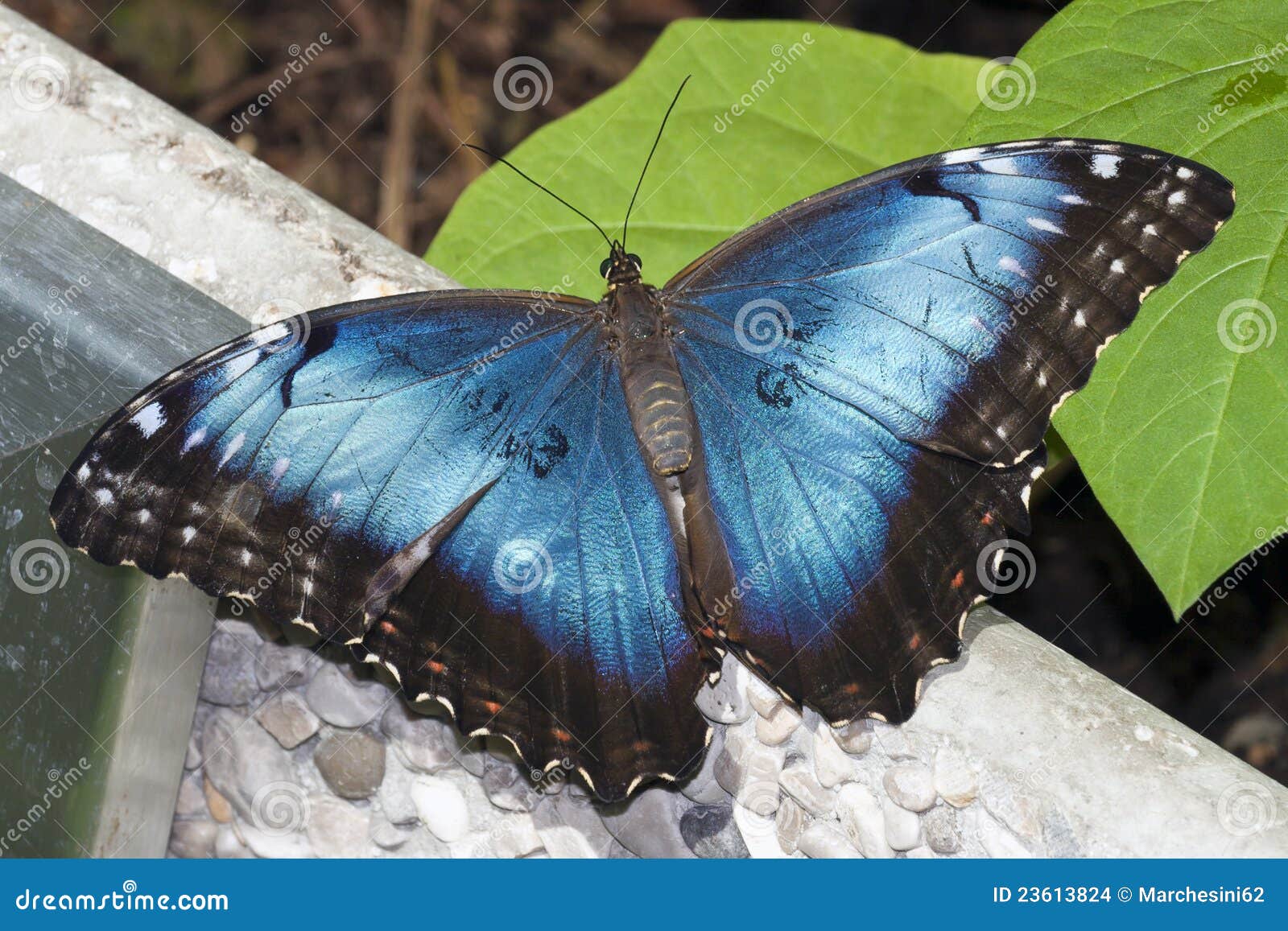 Butterfly Blue Morpho Resting on Wall Stock Photo - Image of spring ...