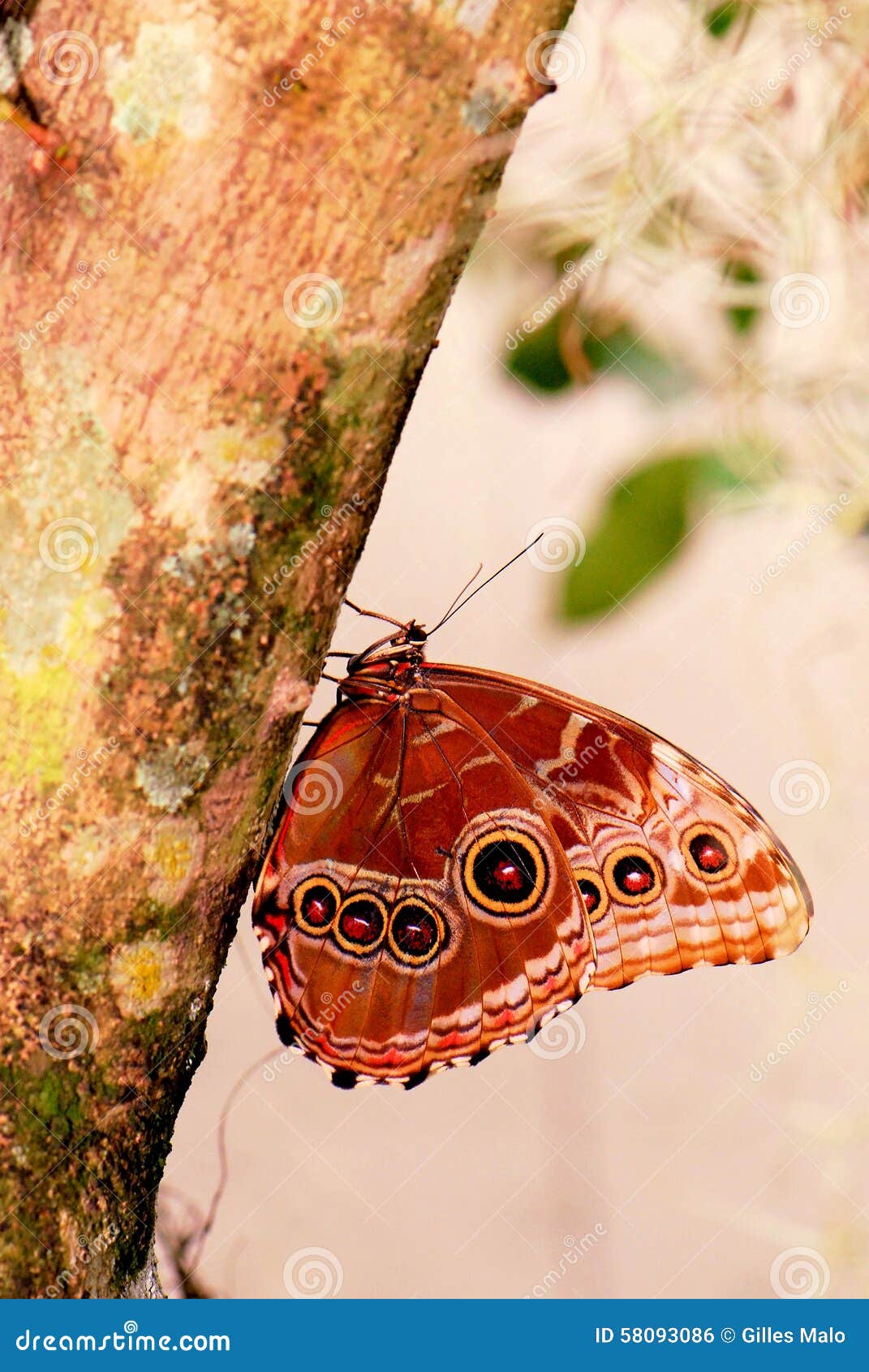 Butterfly, Blue Morpho on Tree Stock Photo - Image of colours, colour ...