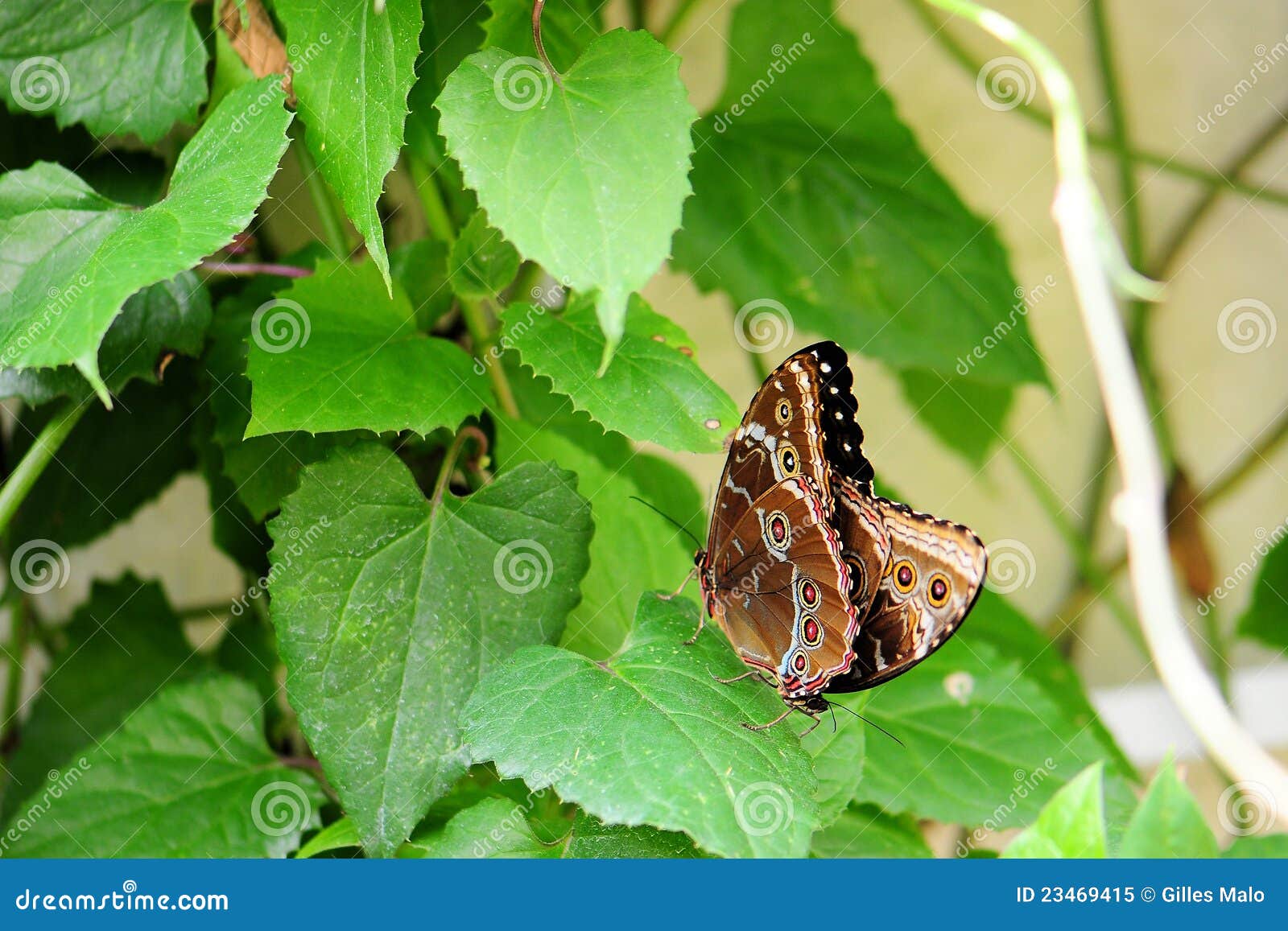 Butterfly: Blue Morphos Mating Stock Image - Image of gardens, colour ...