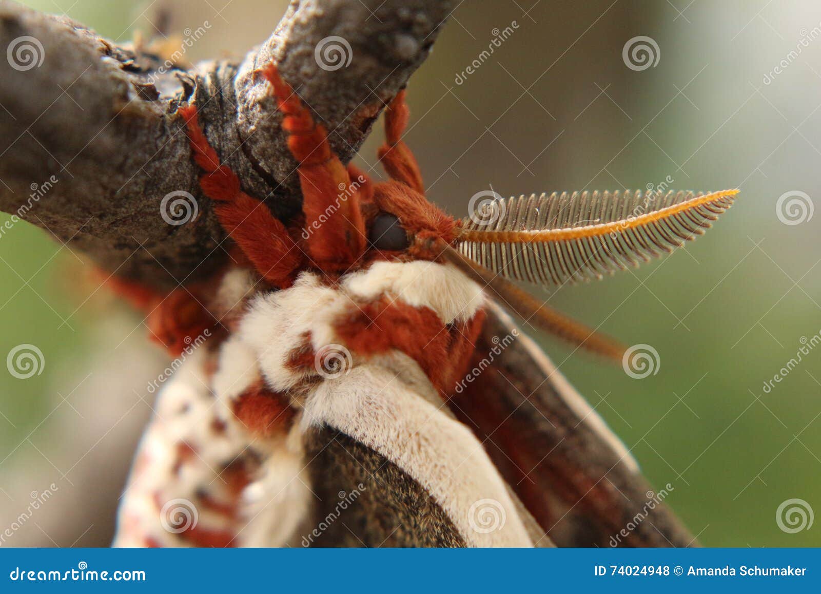 Butterfly body stock photo. Image of close, moth, legs - 74024948