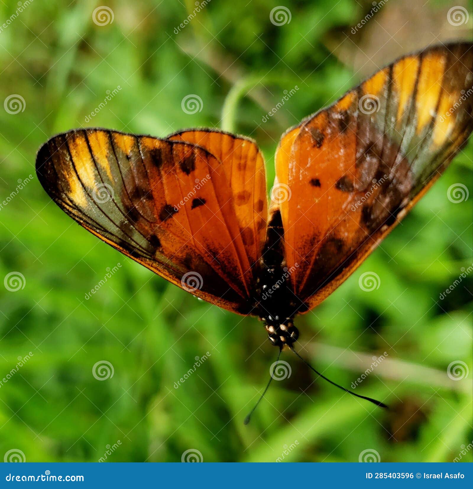 A Butterfly with a Brightly Colored Wings Stock Photo - Image of ...