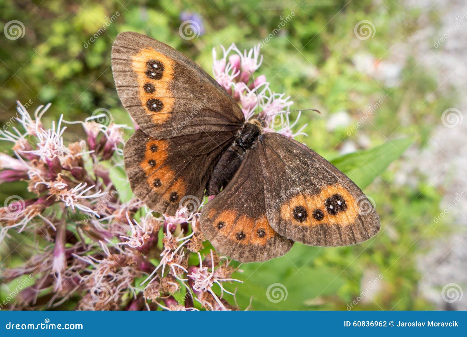 Butterfly stock photo. Image of incsect, brown, close - 60836962
