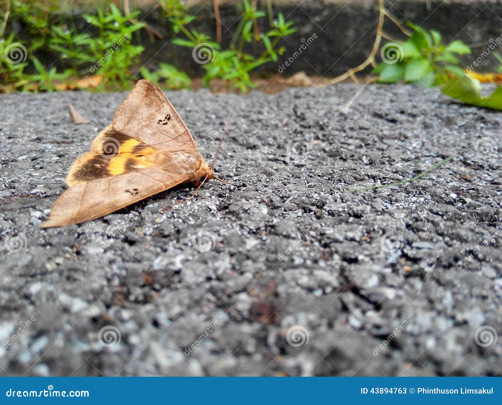 Butterfly stock image. Image of road, grass, sick, brown - 43894763
