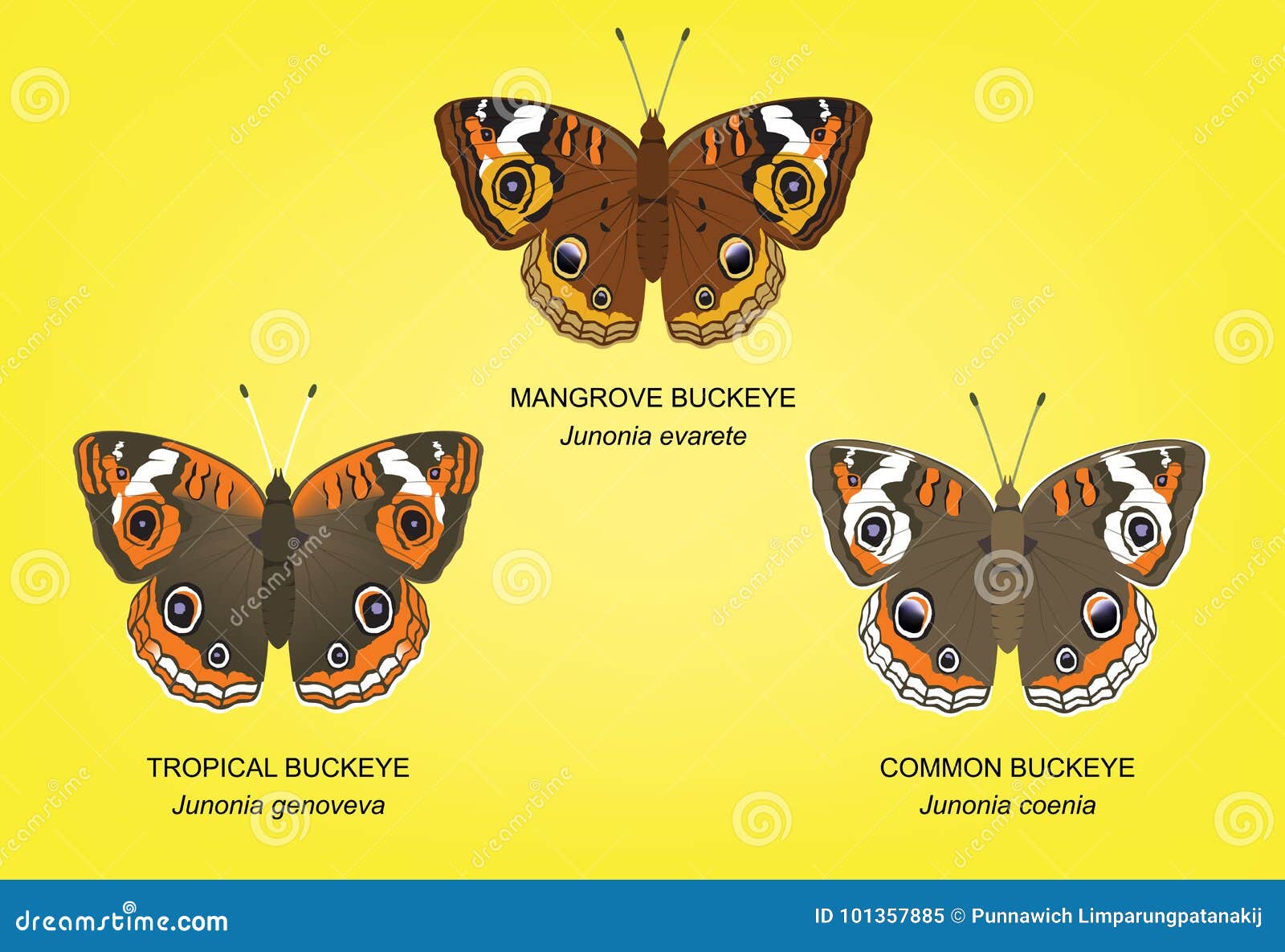 Butterfly Buckeye Set Vector Illustration Stock Vector - Illustration ...