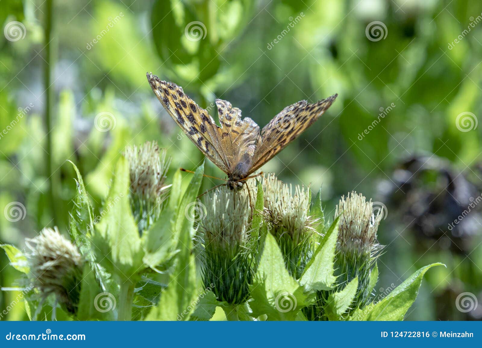 Butterfly at the Bud of a Nettle Plant Stock Photo - Image of germany ...