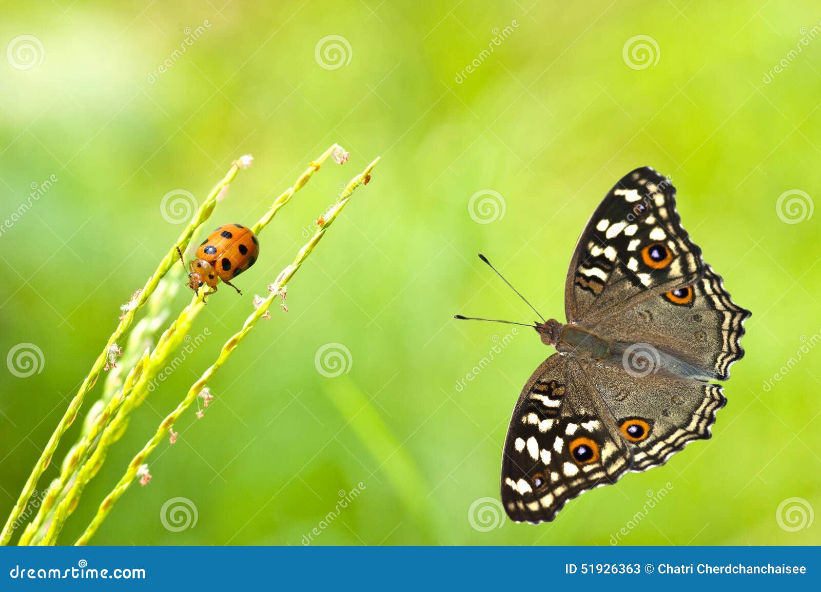 Butterfly and bug stock image. Image of blue, nature - 51926363