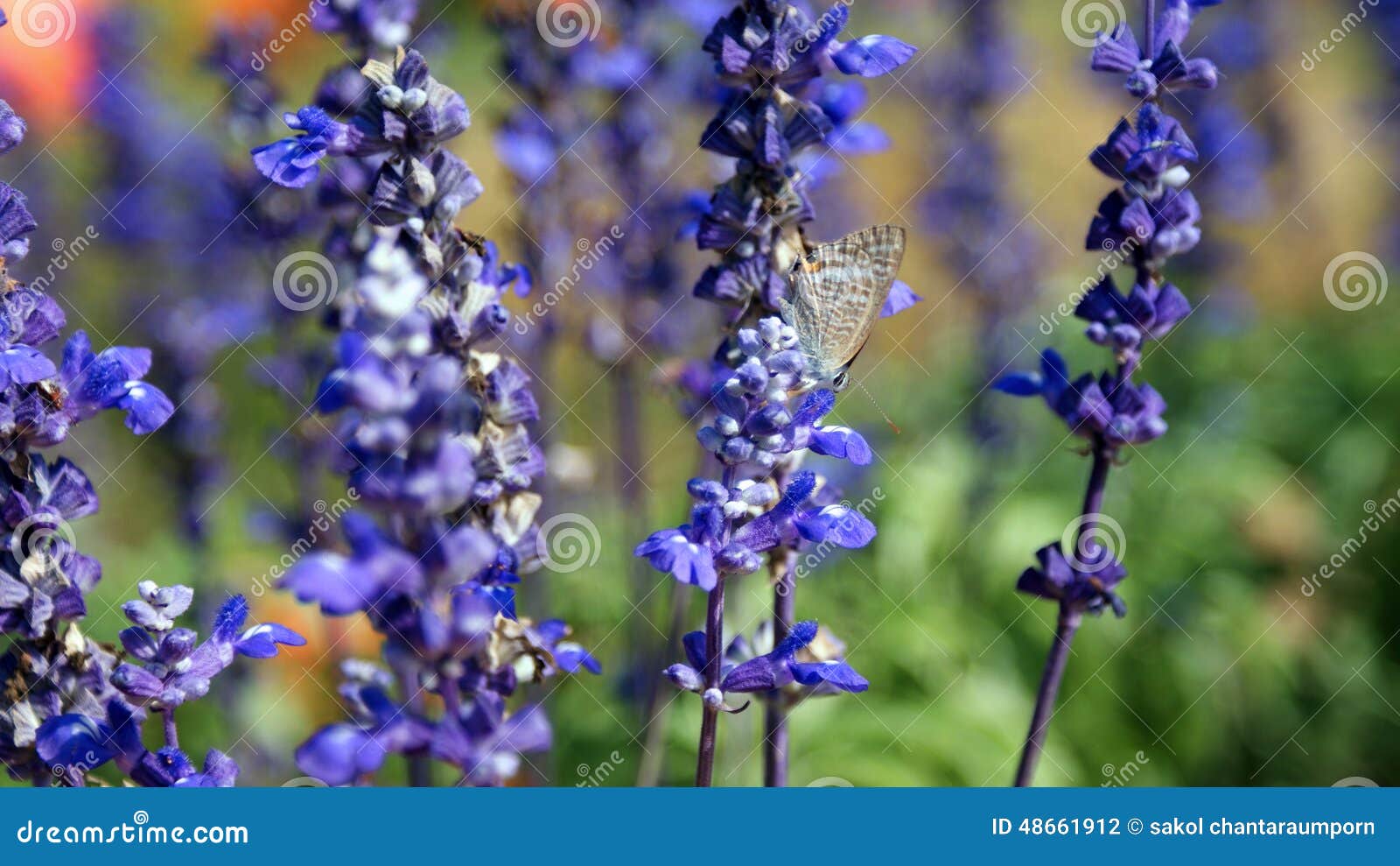 Butterfly bule stock photo. Image of standing, butterfly - 48661912