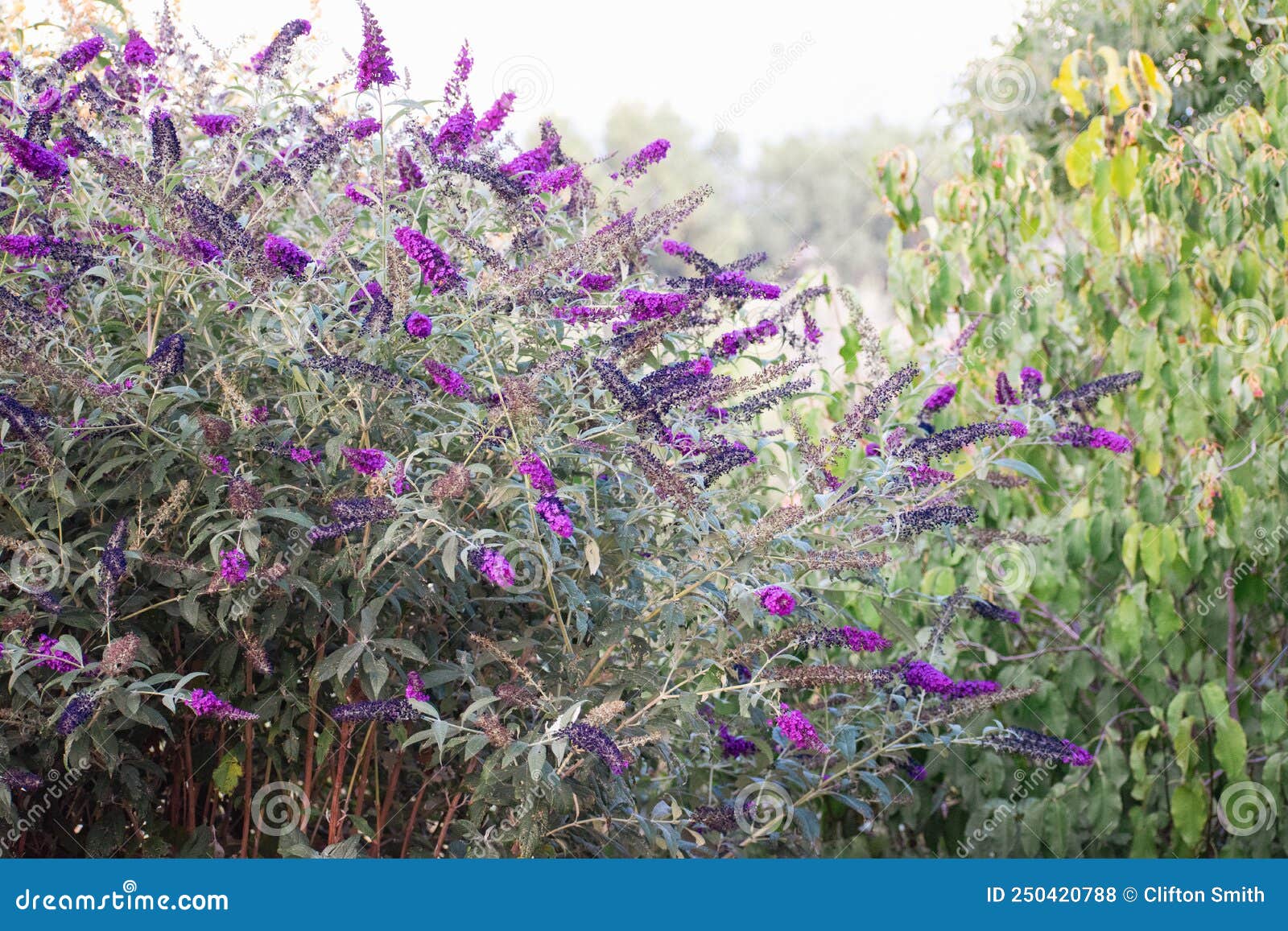 Purple Butterfly Bush in Bloom Stock Photo - Image of butterfly ...